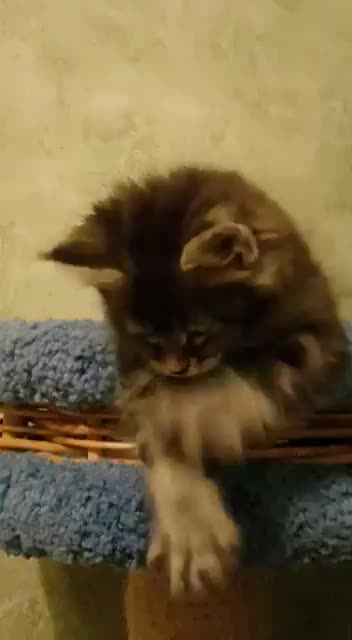 touch the paws | Scrolller