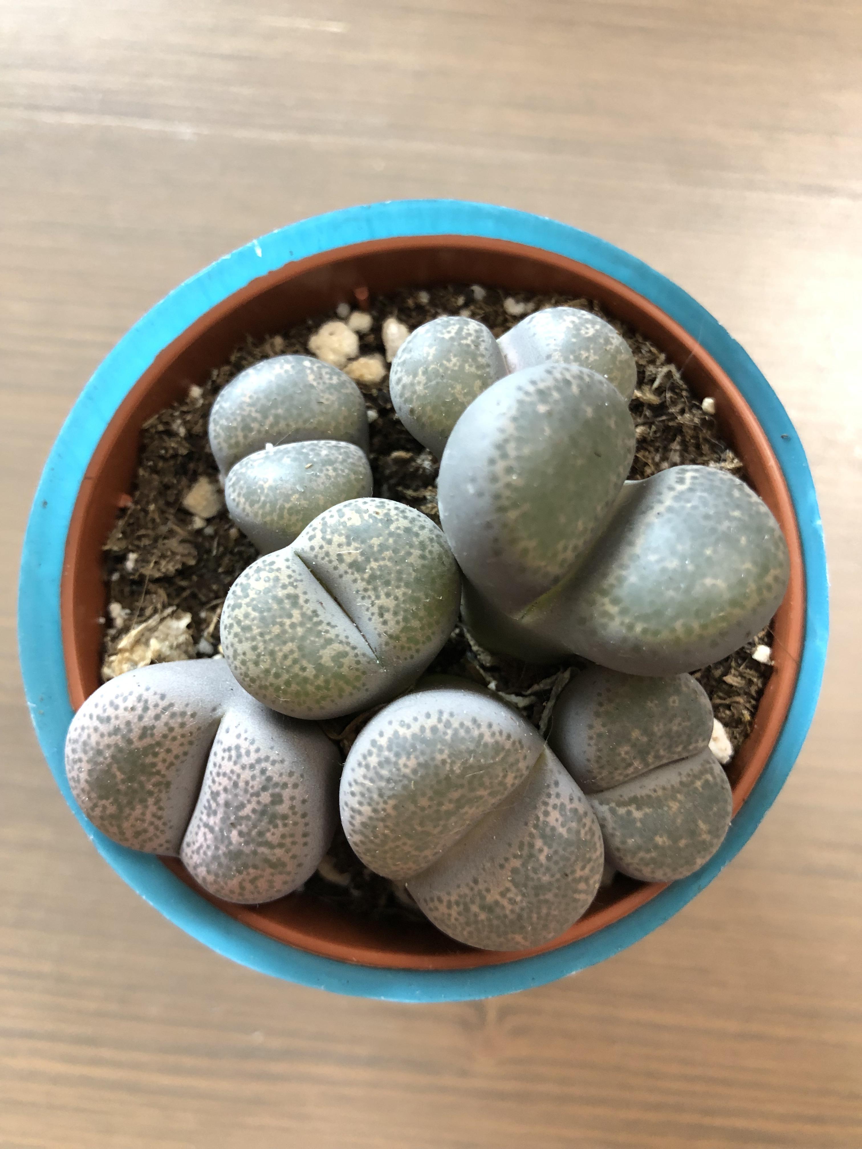 Trader Joe’s treasure. | Scrolller