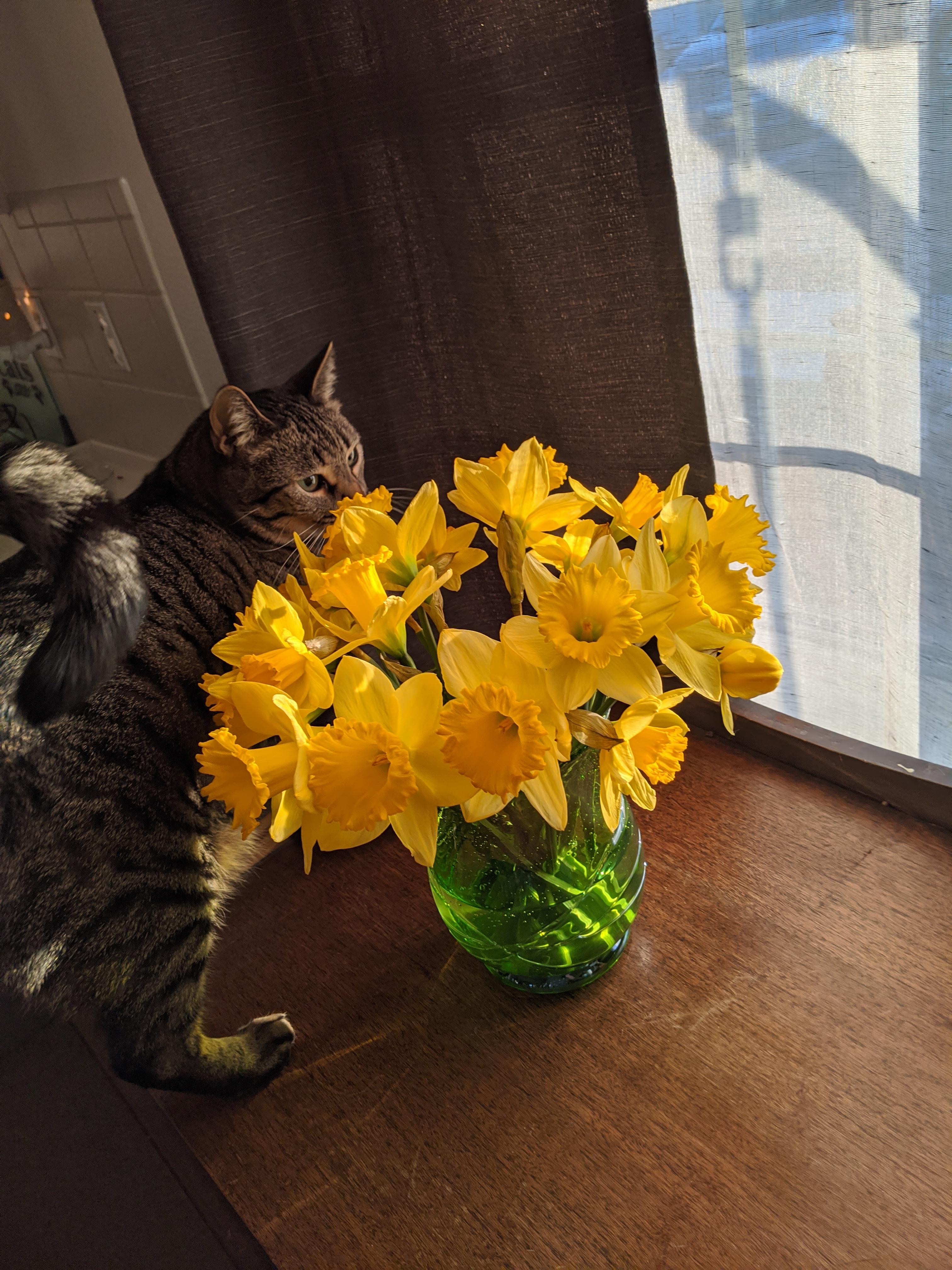 Trader Joe's Daffodils have bloomed. (Kitty approved) | Scrolller