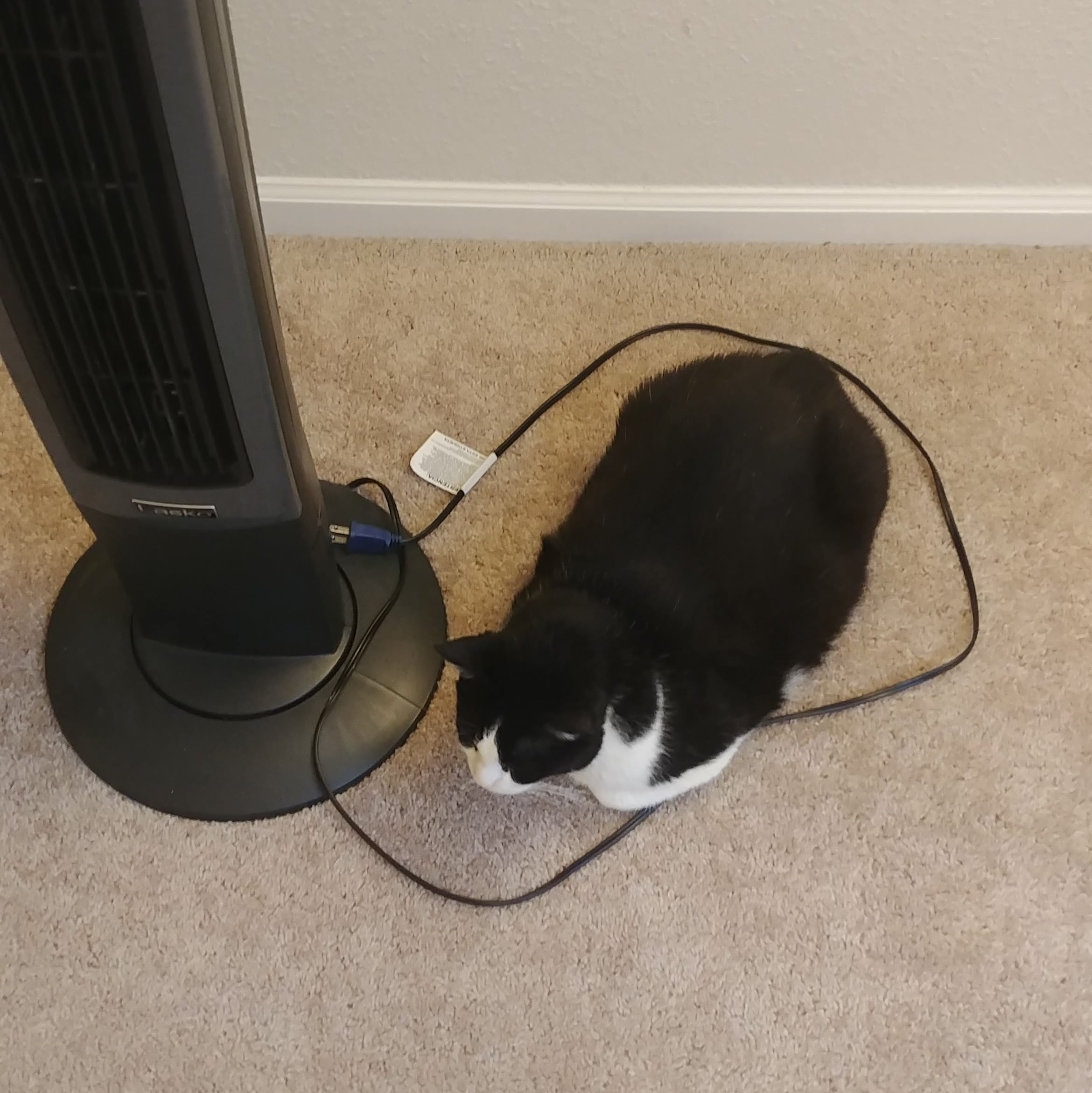 Trapped by the fan cord | Scrolller