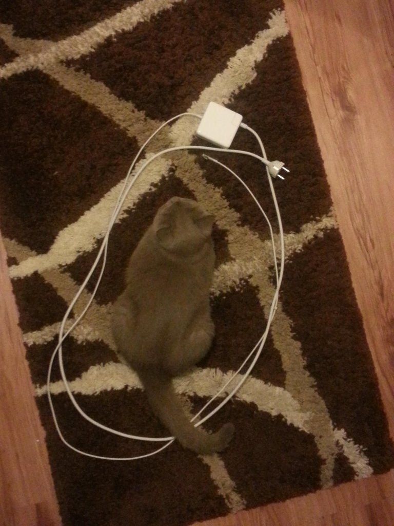 Trapped Cat | Scrolller