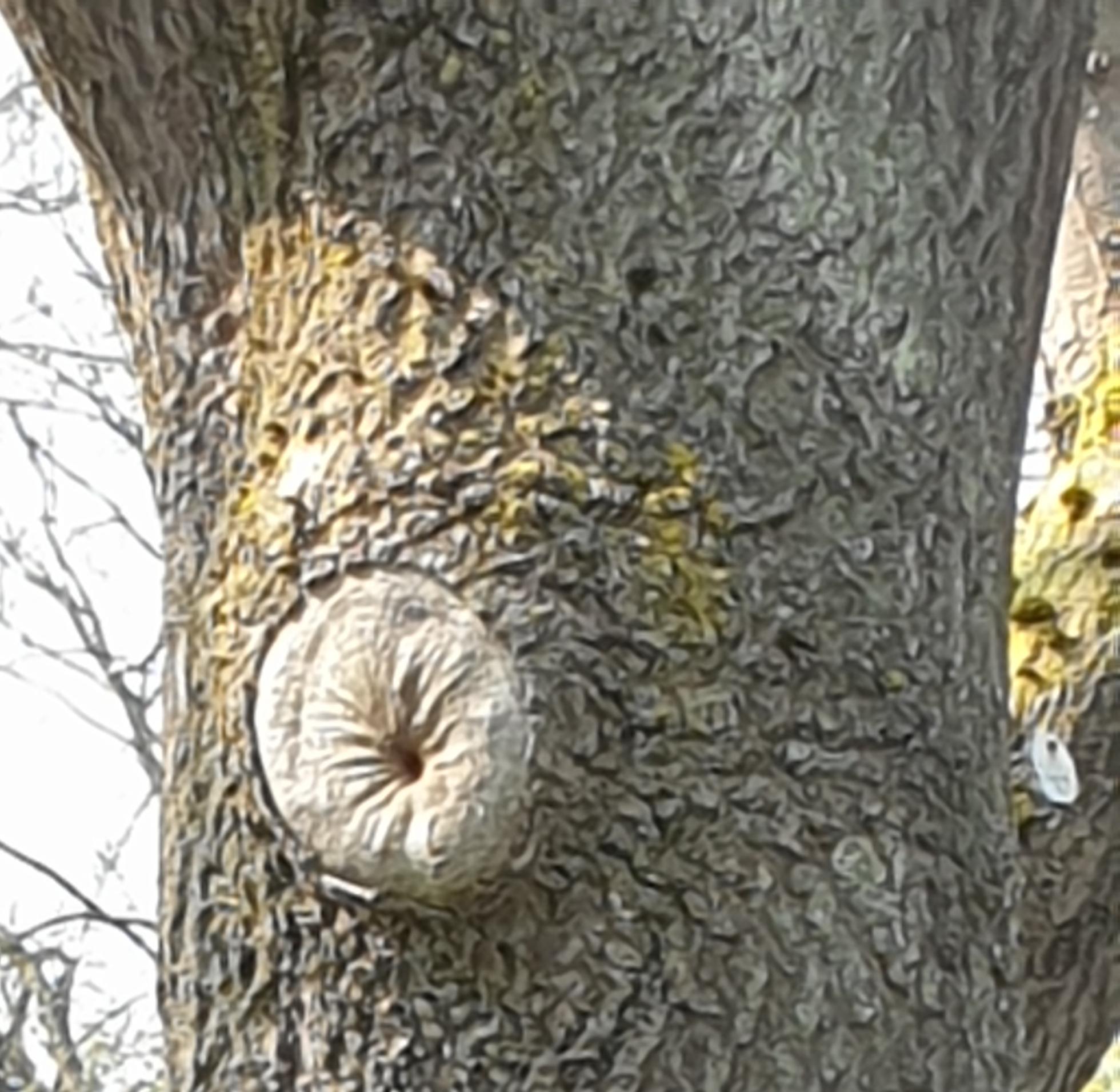 Tree butthole | Scrolller