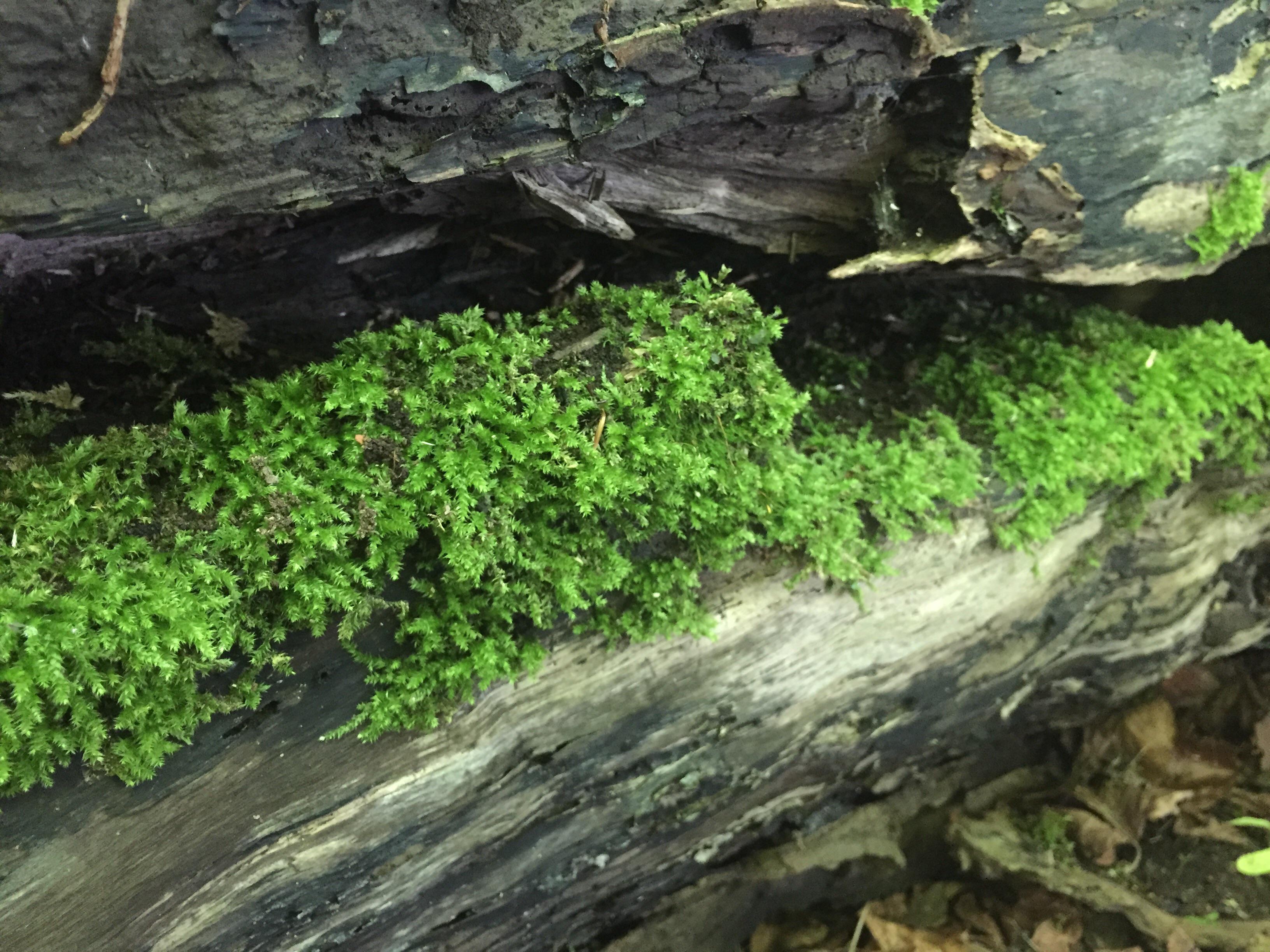 tree crack moss | Scrolller