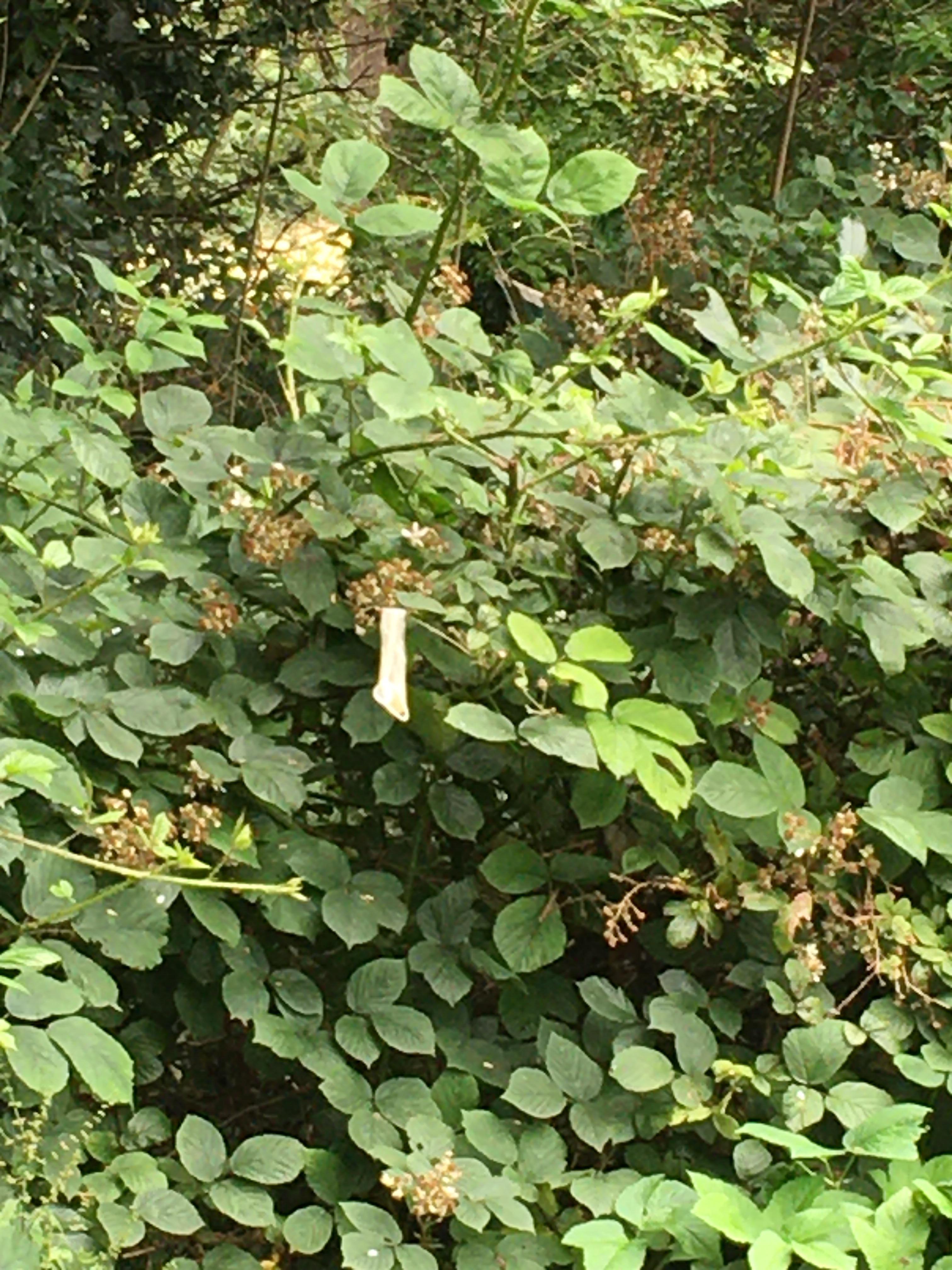 Tree decorations outside a 5⭐️ hotel | Scrolller