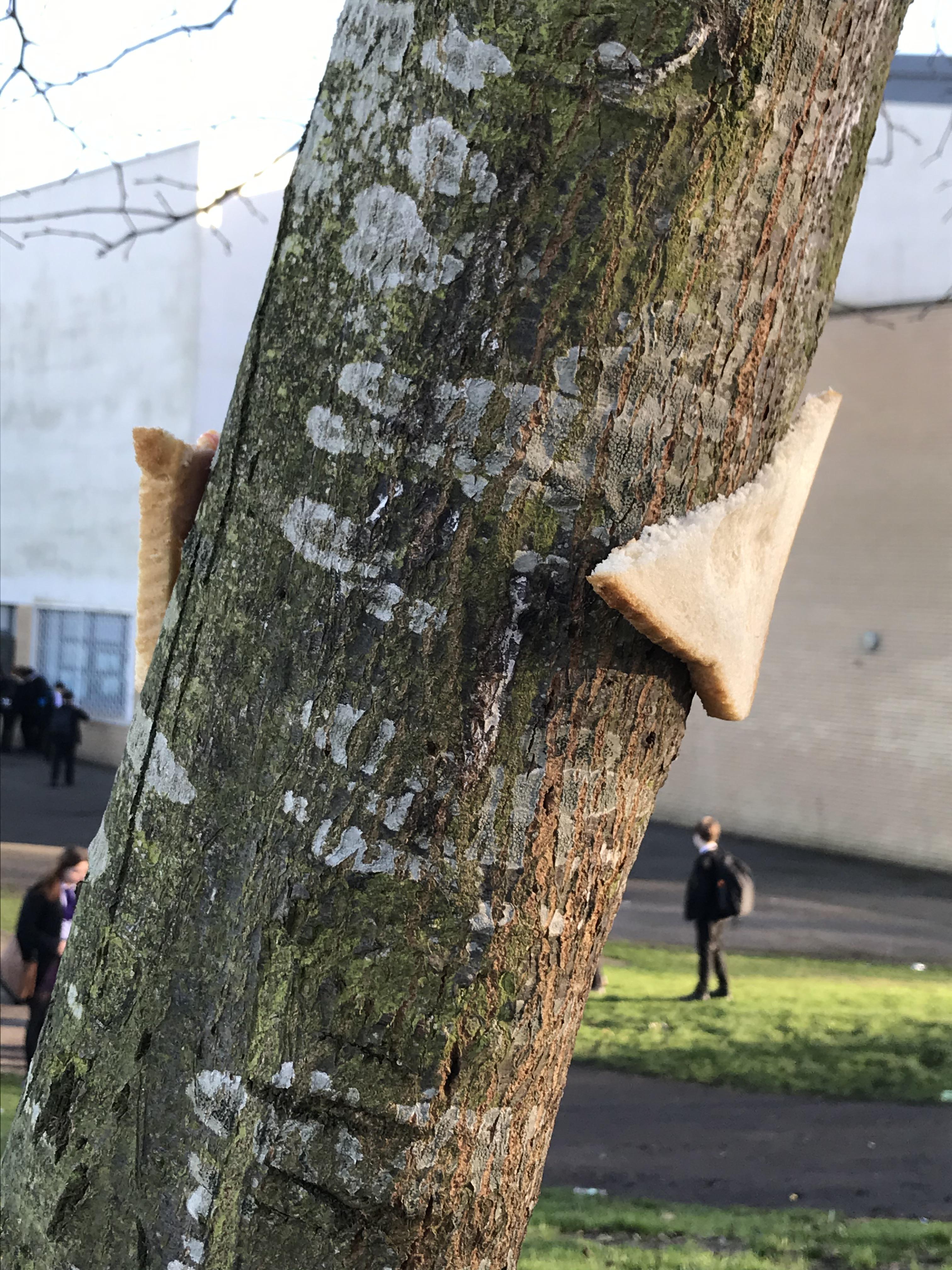 Tree sandwich | Scrolller