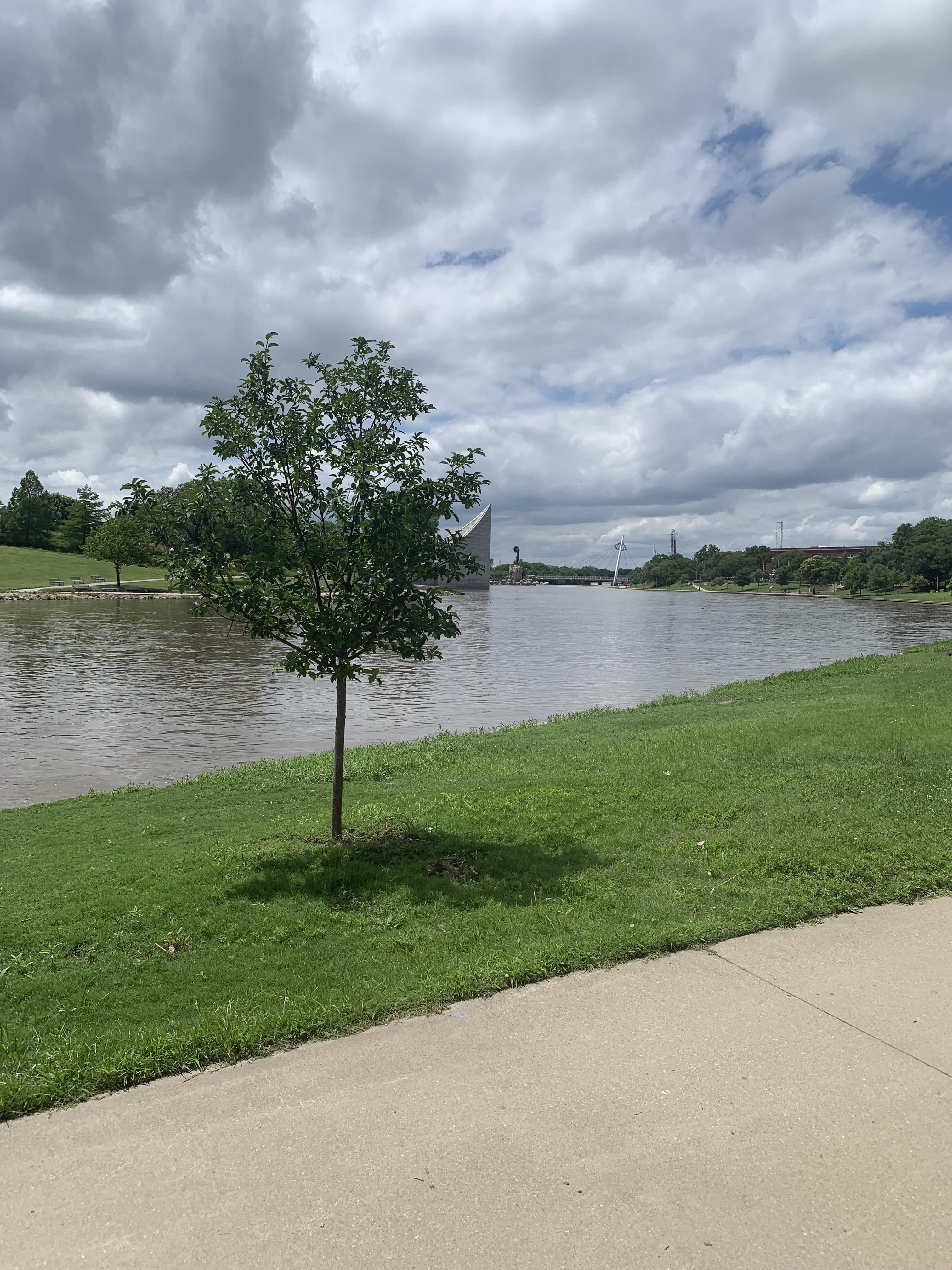 Tree update | Scrolller