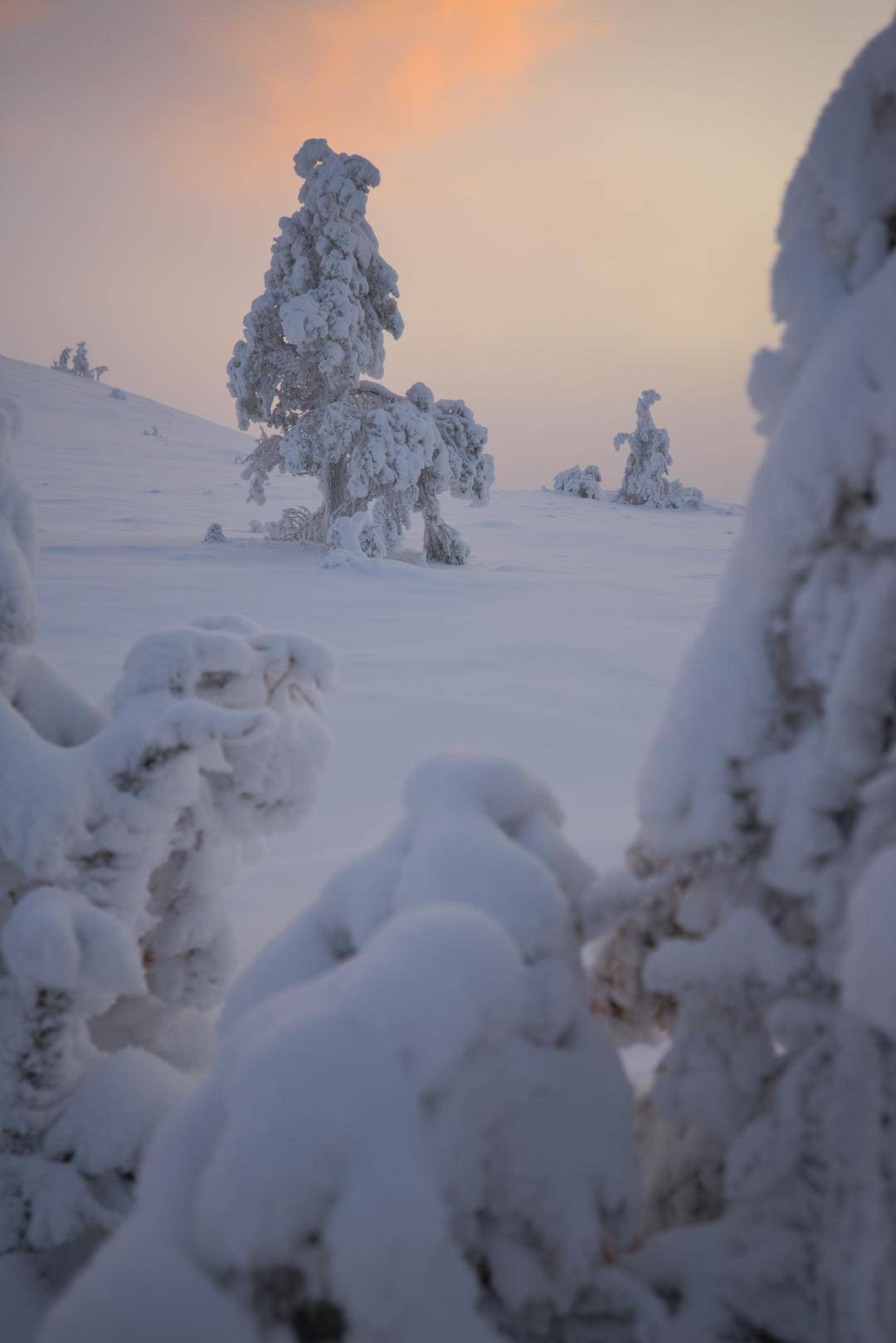 Trees at treeline, Muonio Finland [1080x1618] [OC] | Scrolller