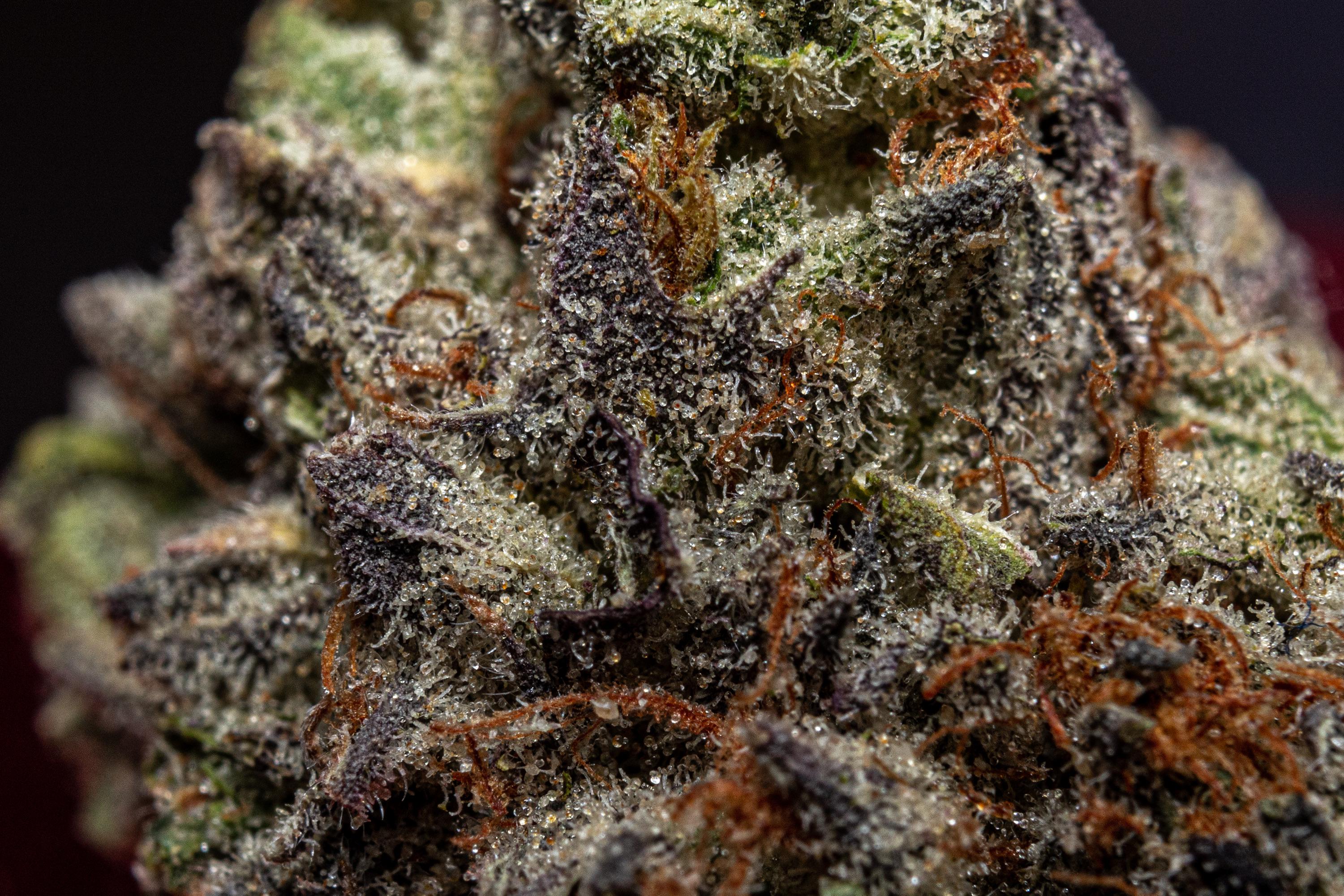 Trichomes on marijuana [OC] | Scrolller