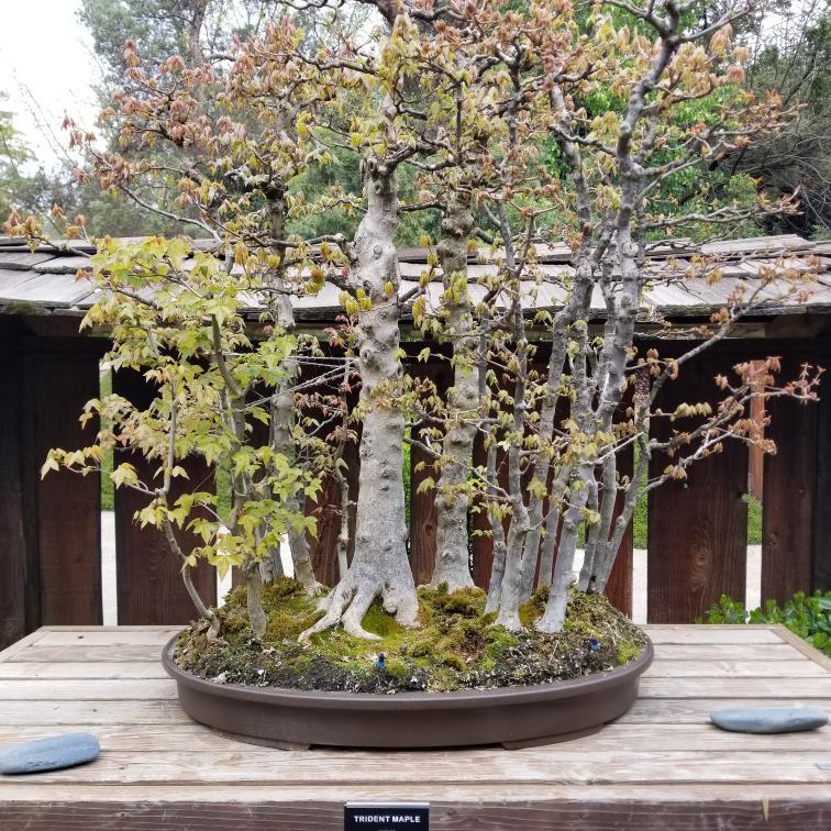 Trident Maple Forest | Scrolller