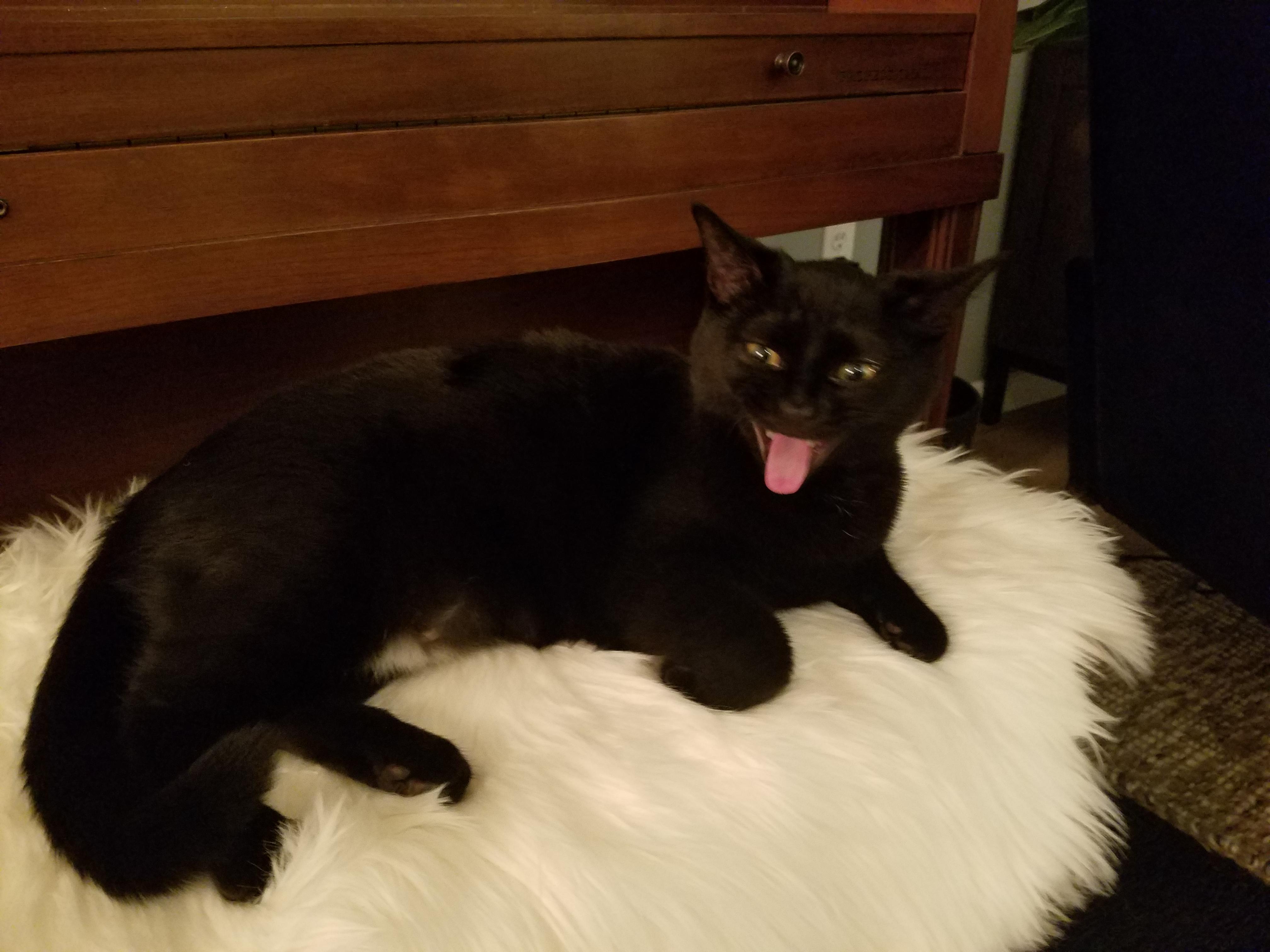 Tried to take a stunning photo but she had to yawn! | Scrolller