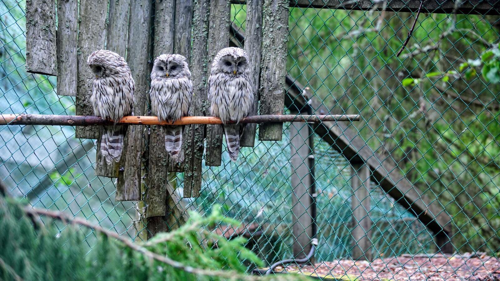 Triple Trouble | Scrolller