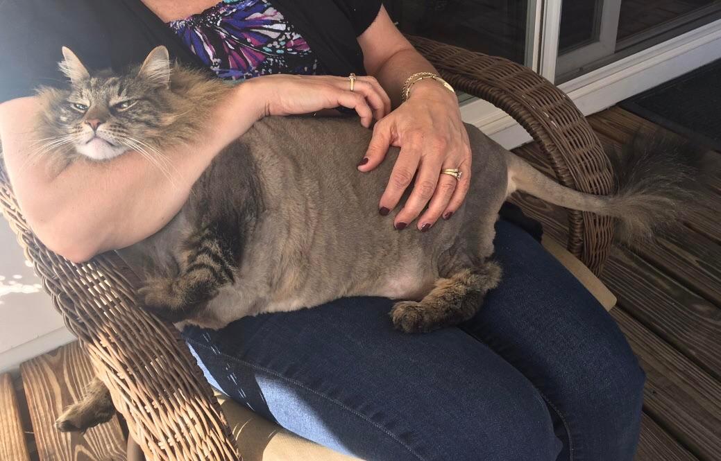 true chonkiness on her lap | Scrolller