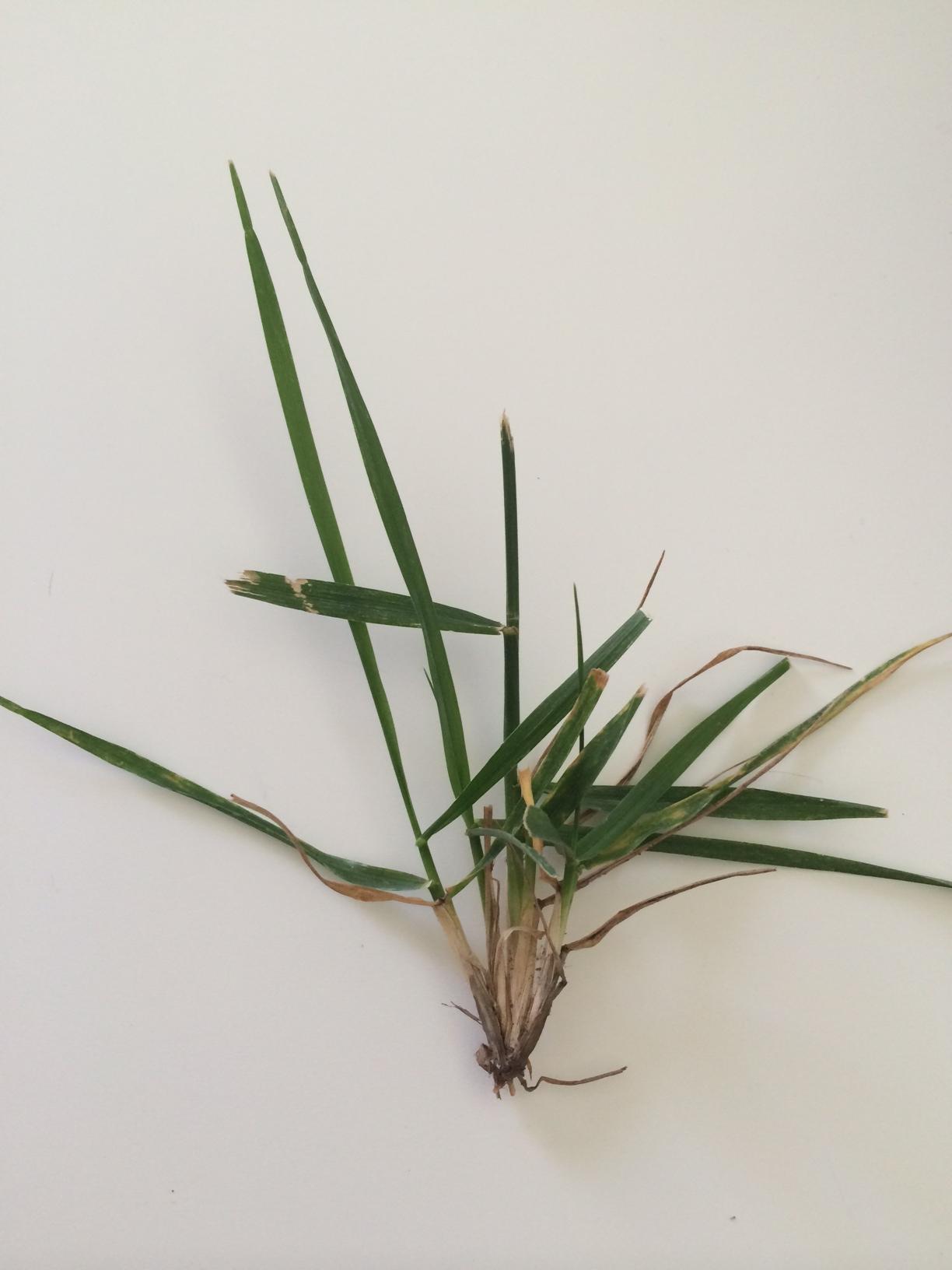Trying to identify my grass in my front yard, what kind is this? | Scrolller
