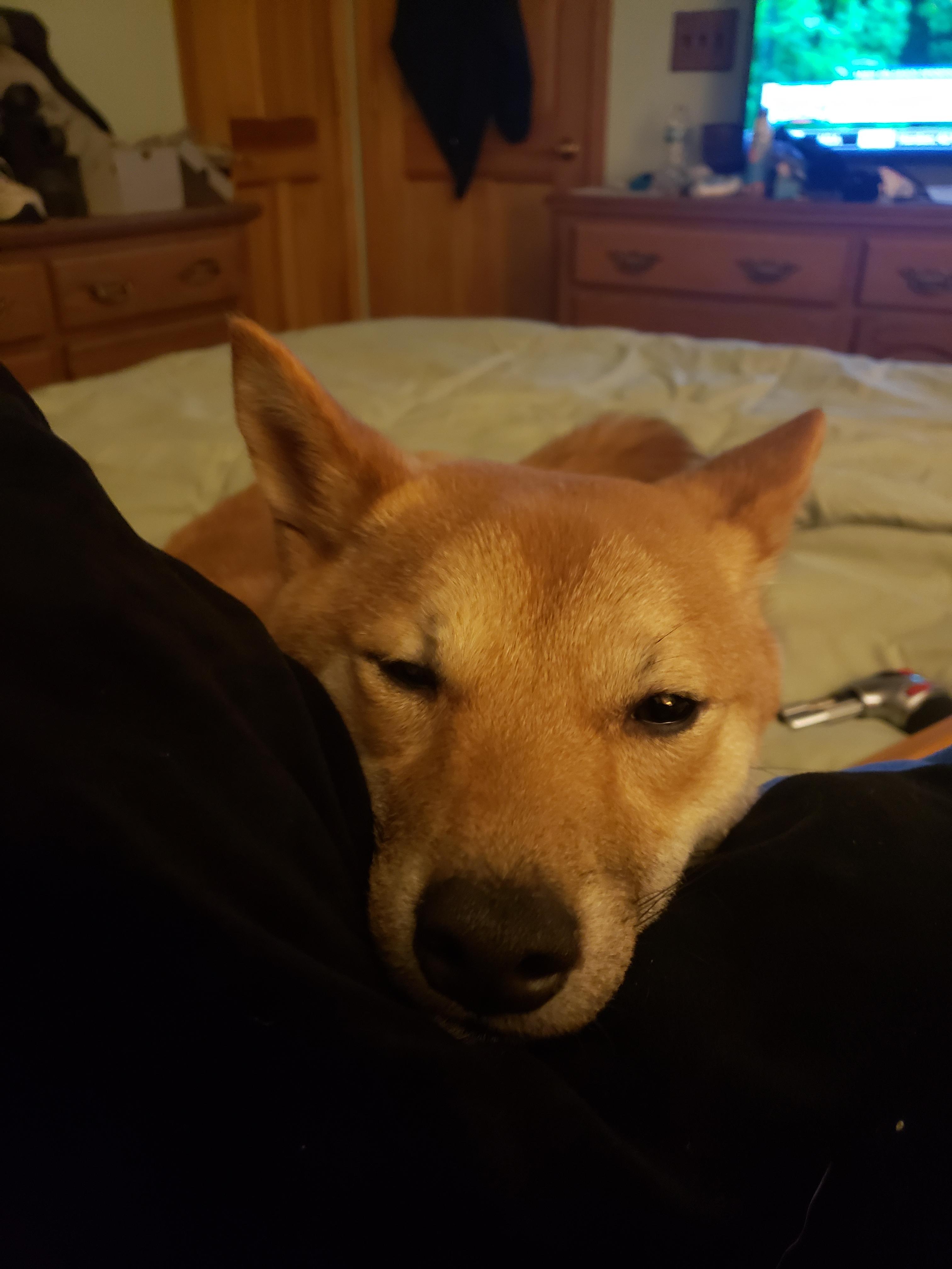 Trying to make mommy feel better. My good boy Benny. | Scrolller