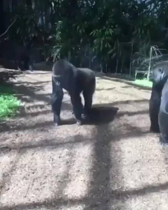 Trying to shag someone else's gorilla lady | Scrolller