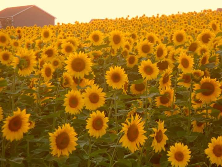 [TTM] Field of Sunflowers, Maryland 🌻 | Scrolller