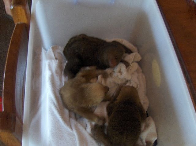 Tub of sloths | Scrolller