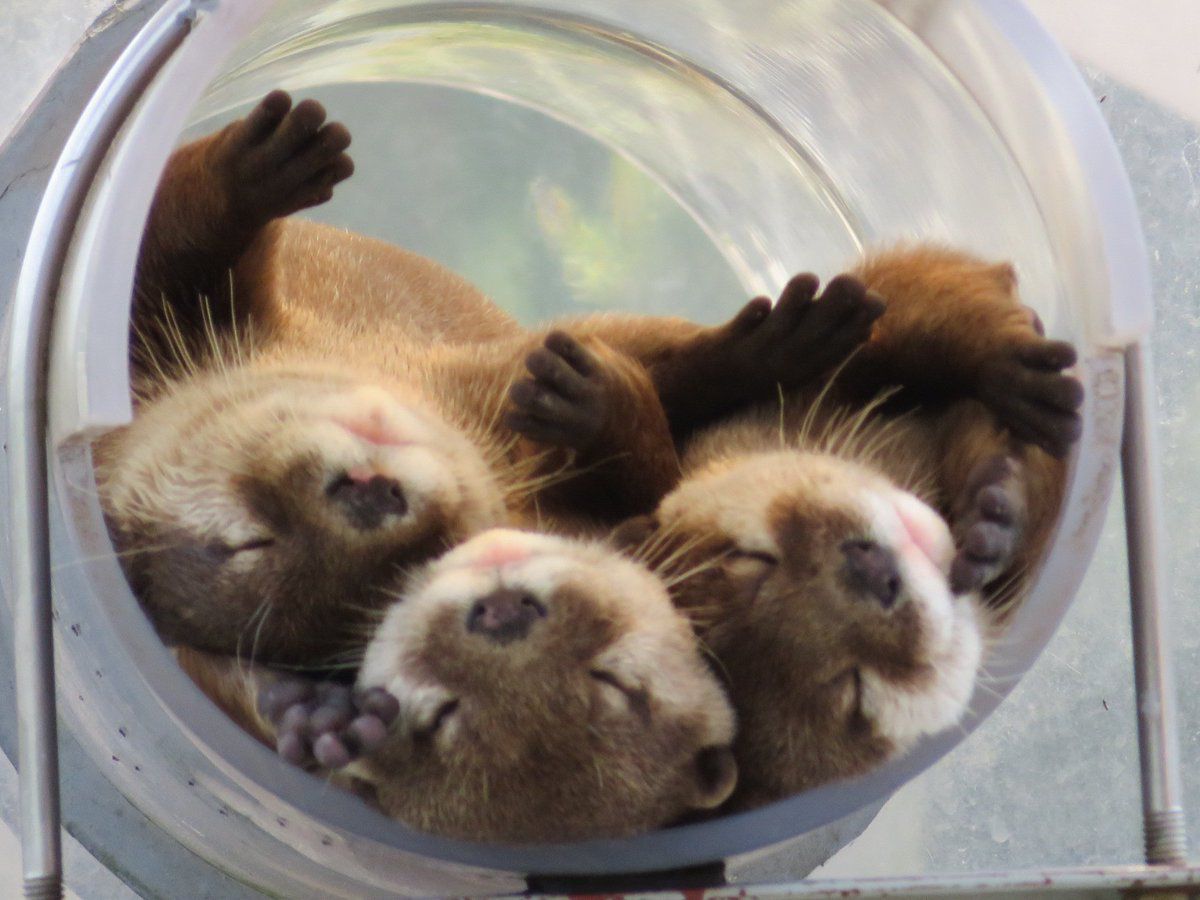 Tube full of otters | Scrolller