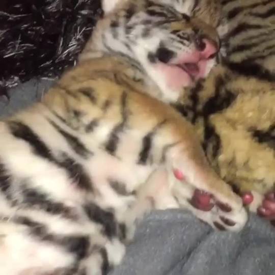 Tuckered out tiger | Scrolller