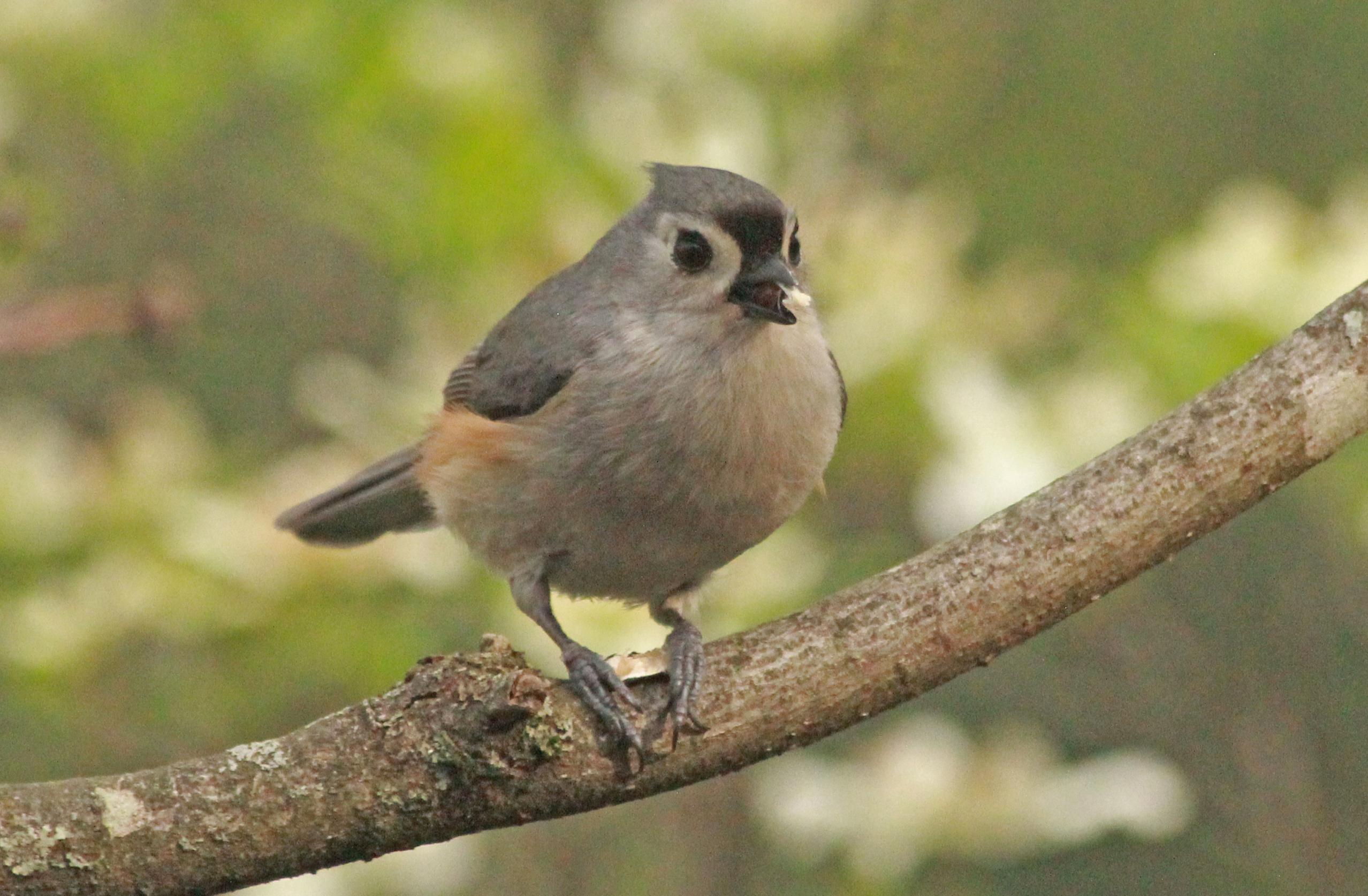Tufted Borbmouse | Scrolller