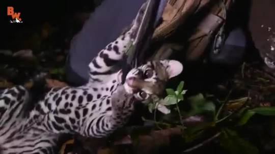 Tug-of-war with an ocelot! | Scrolller