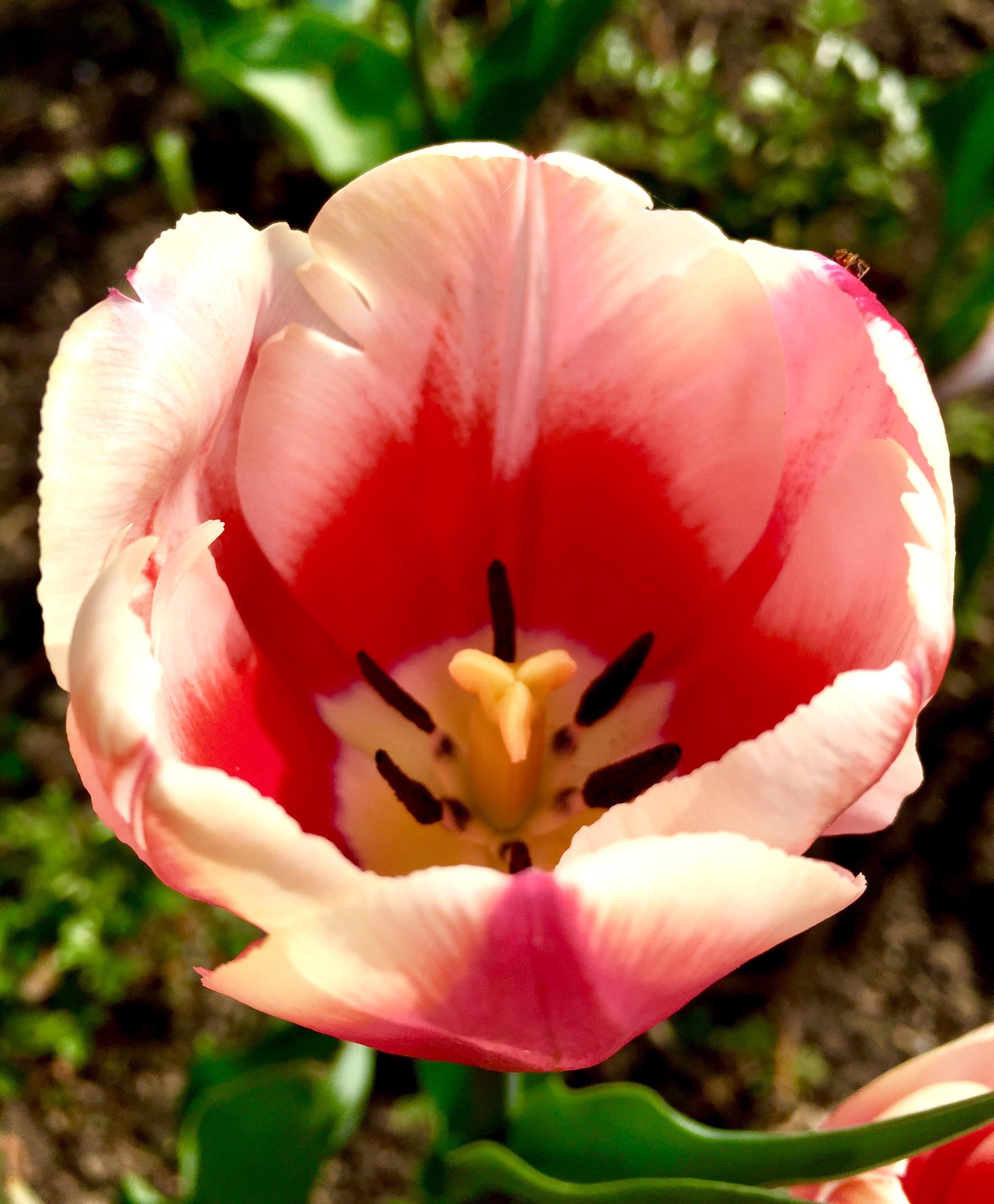 Tulip | Scrolller