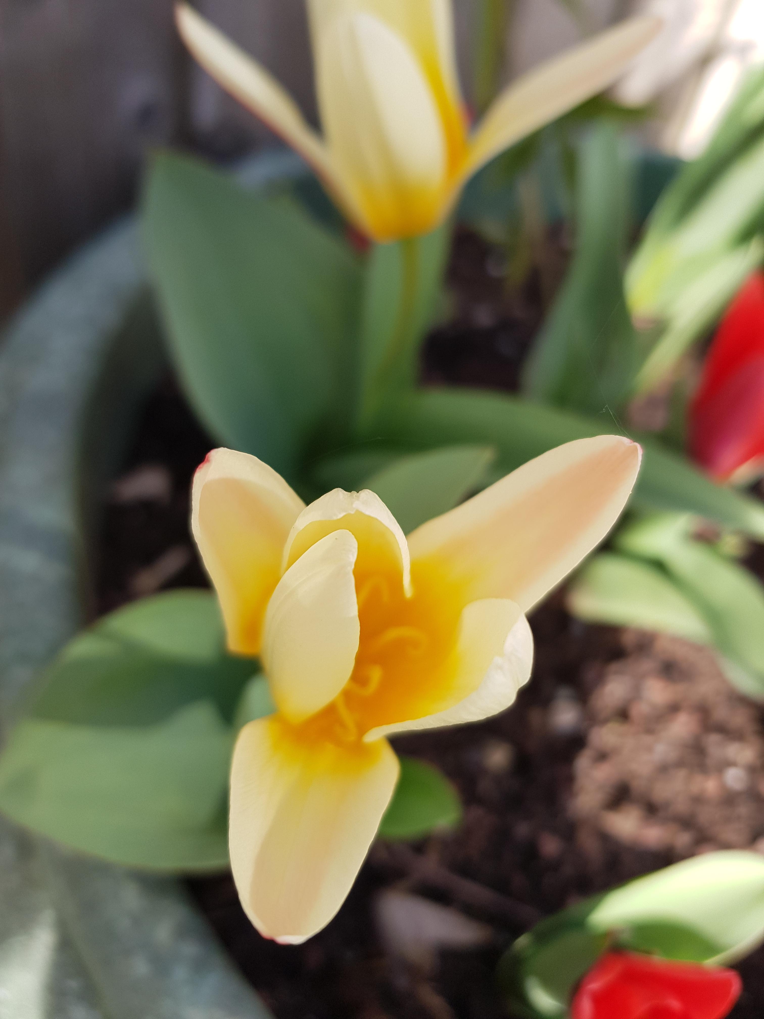 Tulip | Scrolller