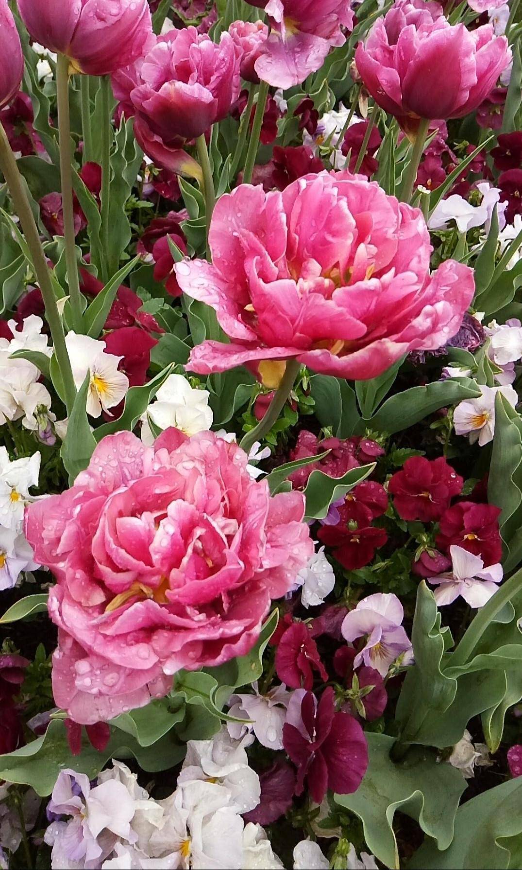 Tulips | Floriade 2018 | Scrolller