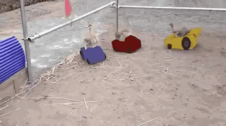 Turn around! You're going the wrong way! | Scrolller