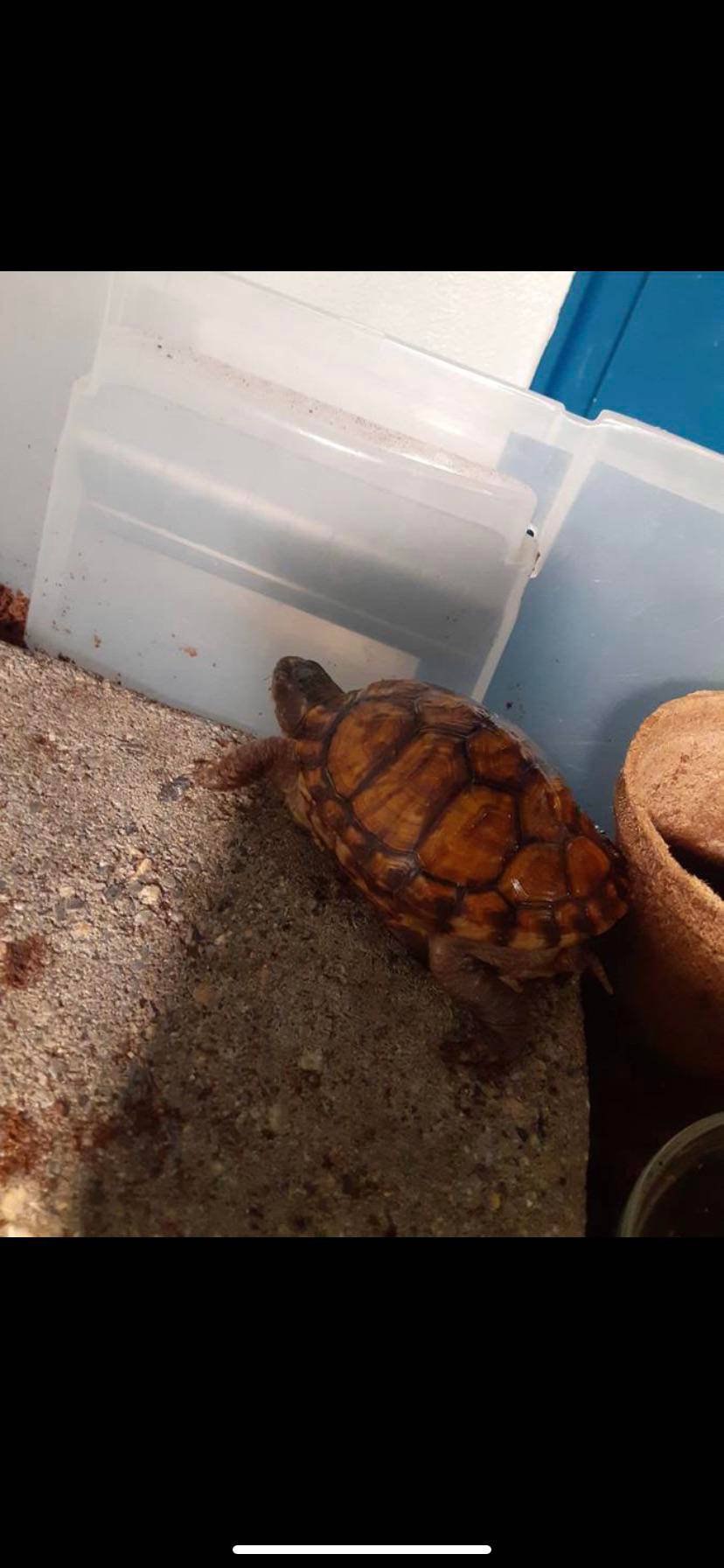 Turtle Identification | Scrolller