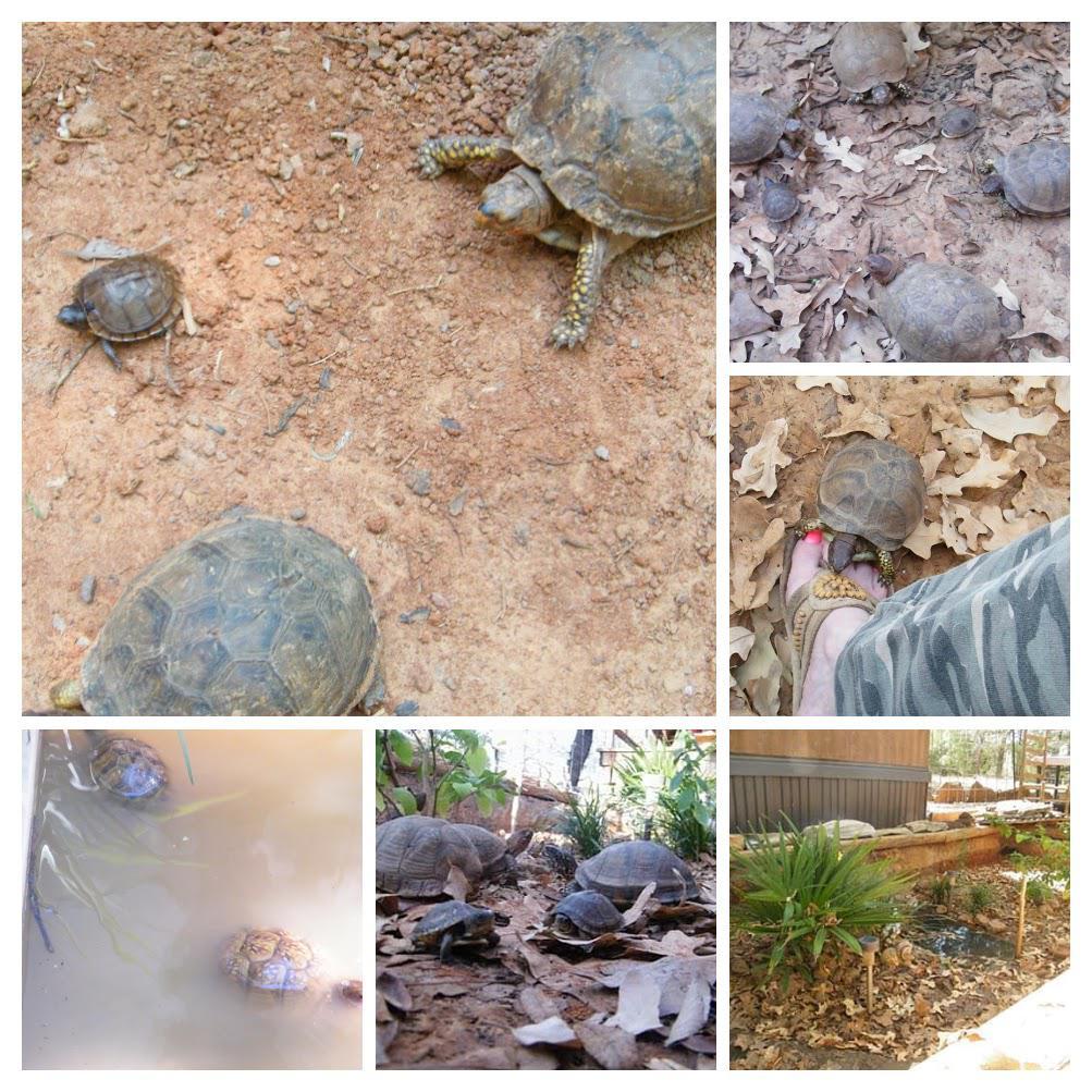 Turtles are not really shy . | Scrolller