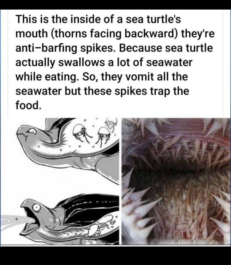 Turtles have spikes all down their throat | Scrolller