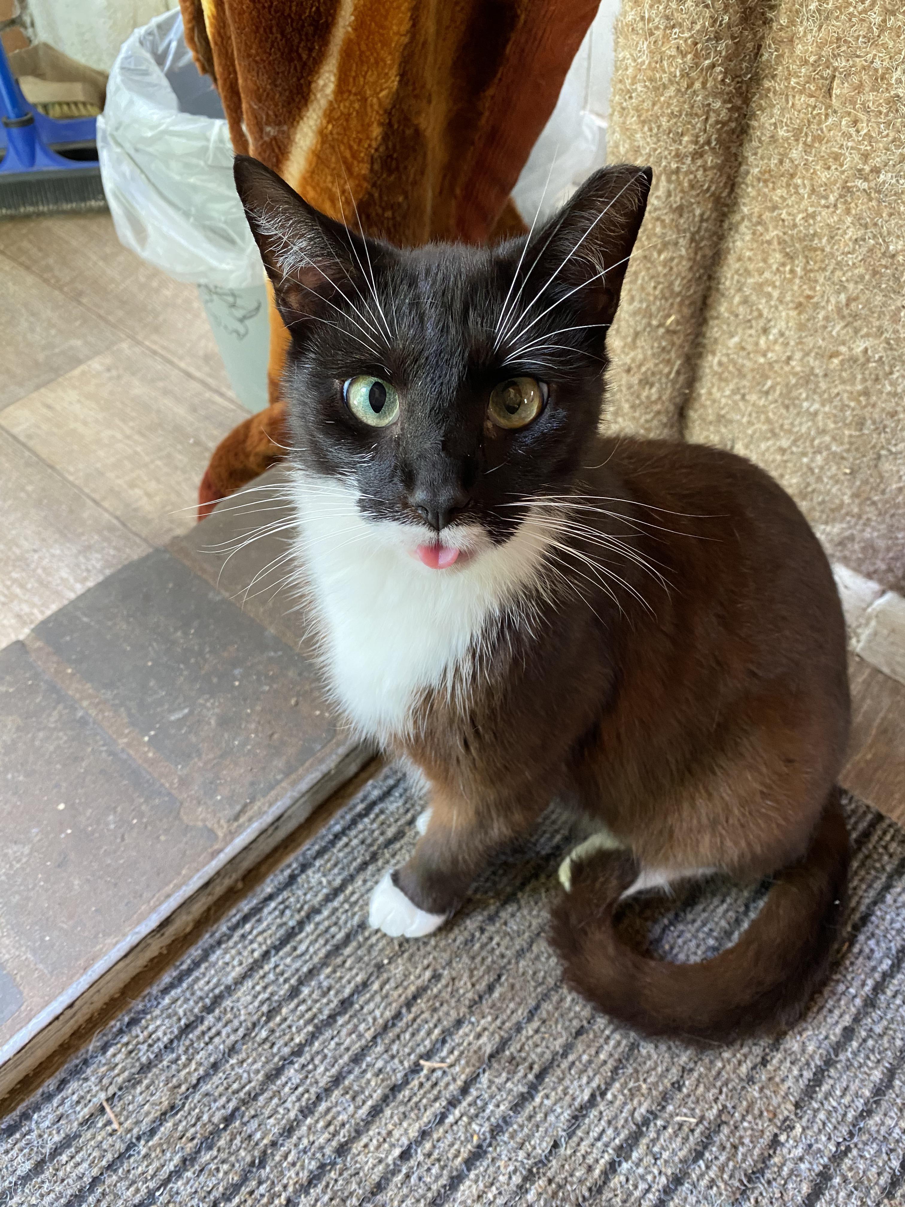 Tuxedo Blep | Scrolller