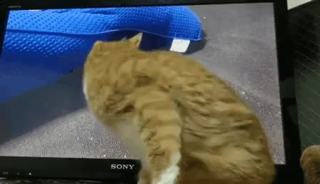 TV sorcery (x-post /r/StartledCats) | Scrolller