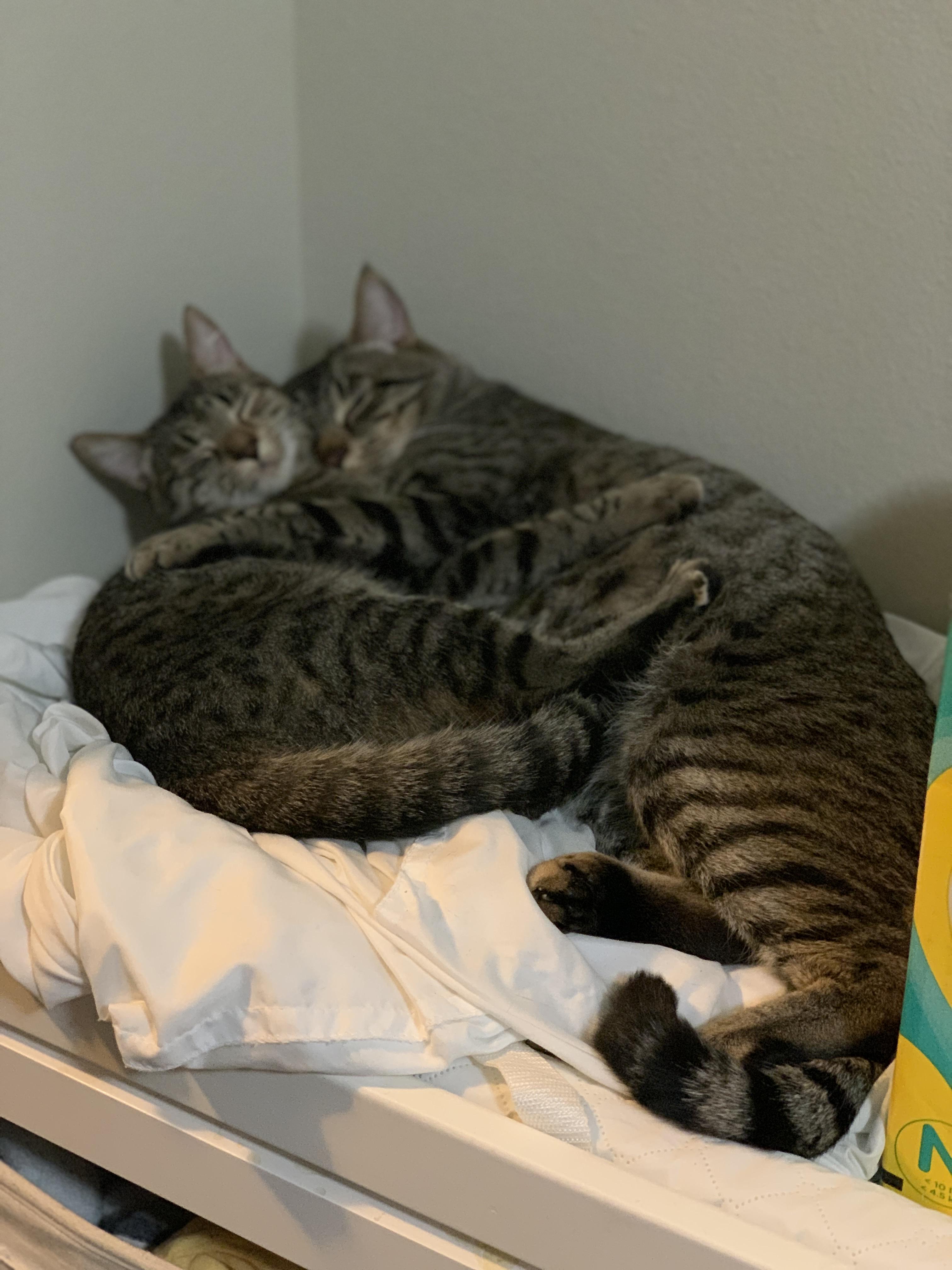 Twin cuddle puddle hug 🤗 | Scrolller