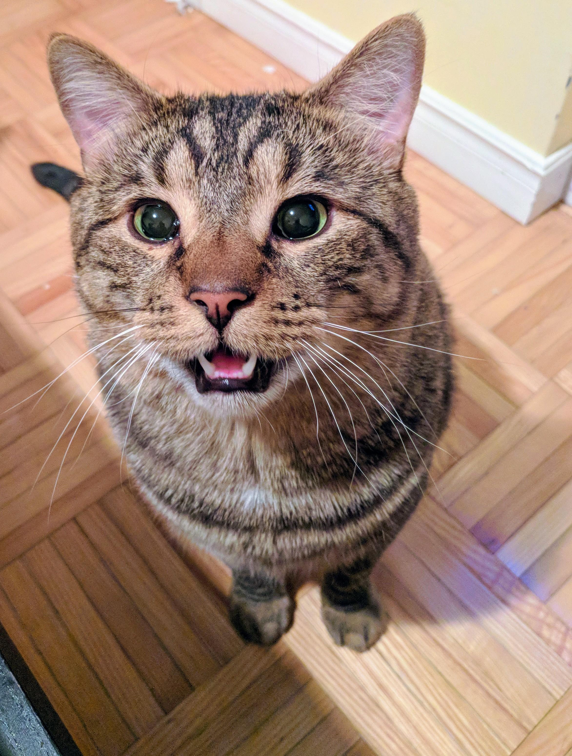 Twix was saying hello and the camera caught him mid sentence. | Scrolller