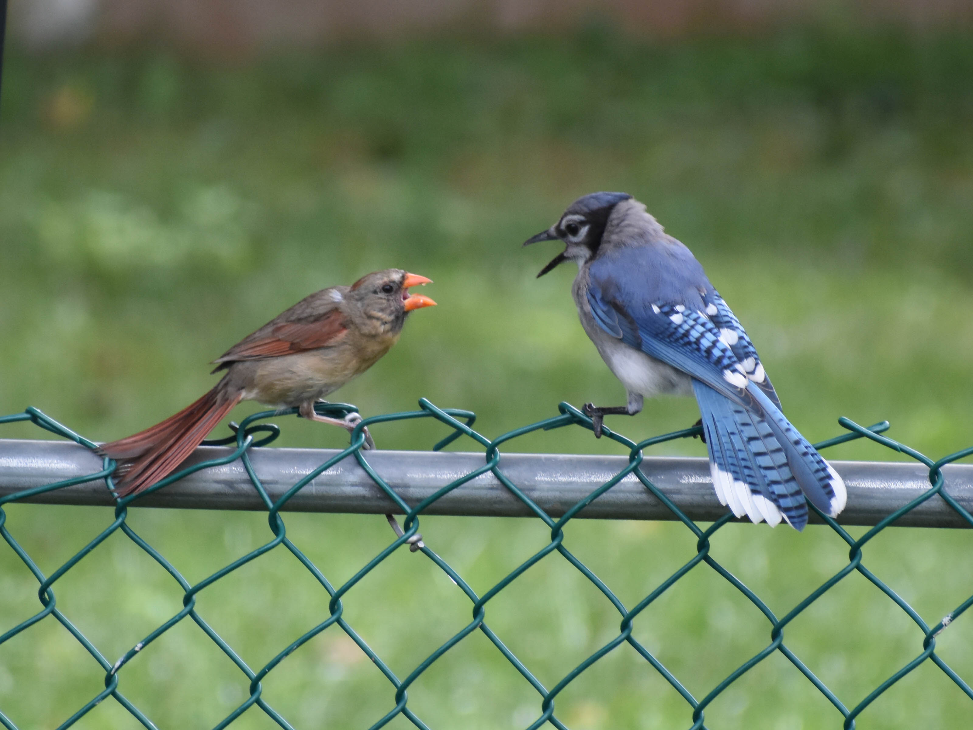 Two birds having an argument | Scrolller