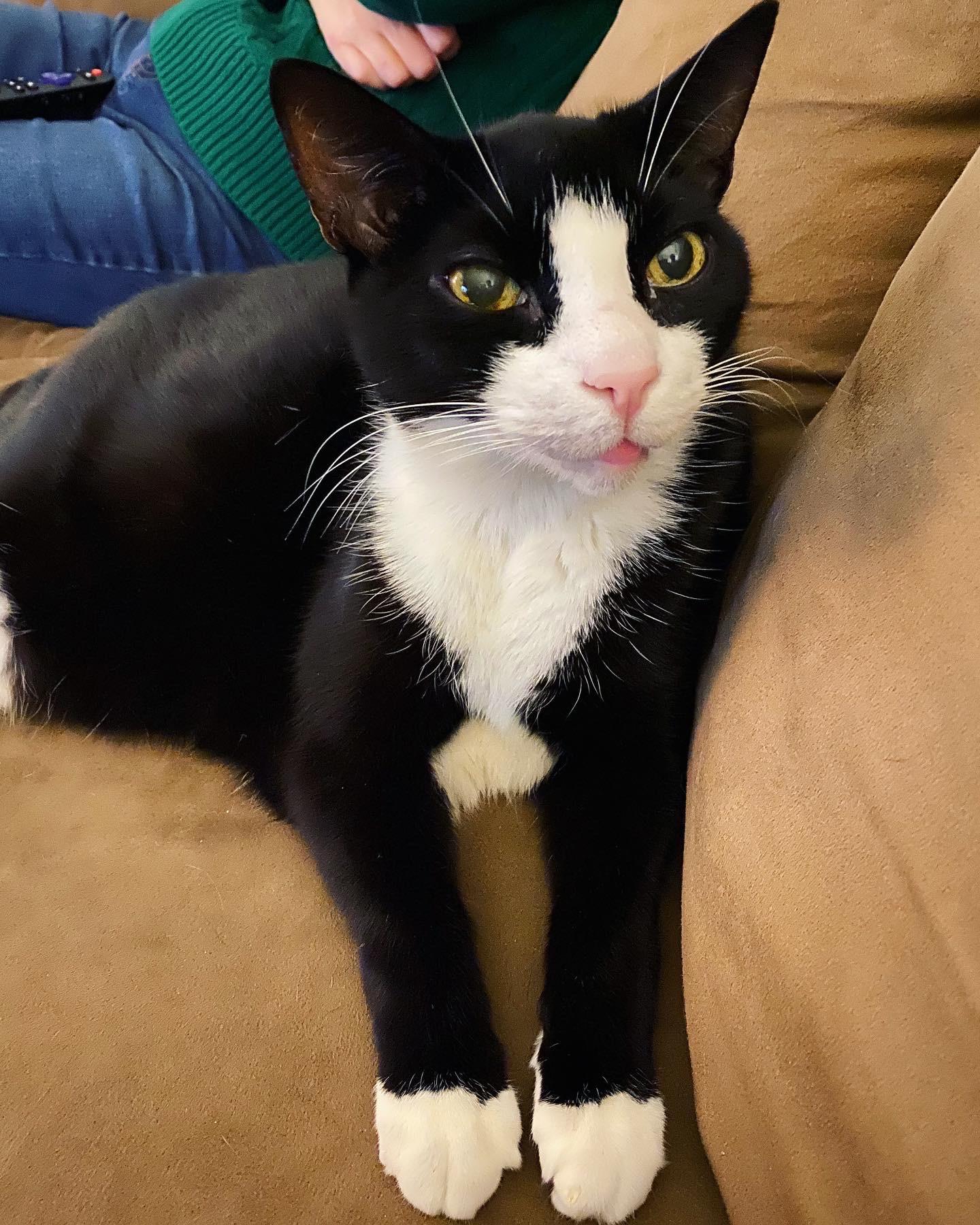 Two days ago, this sweet boy crossed the rainbow bridge. | Scrolller