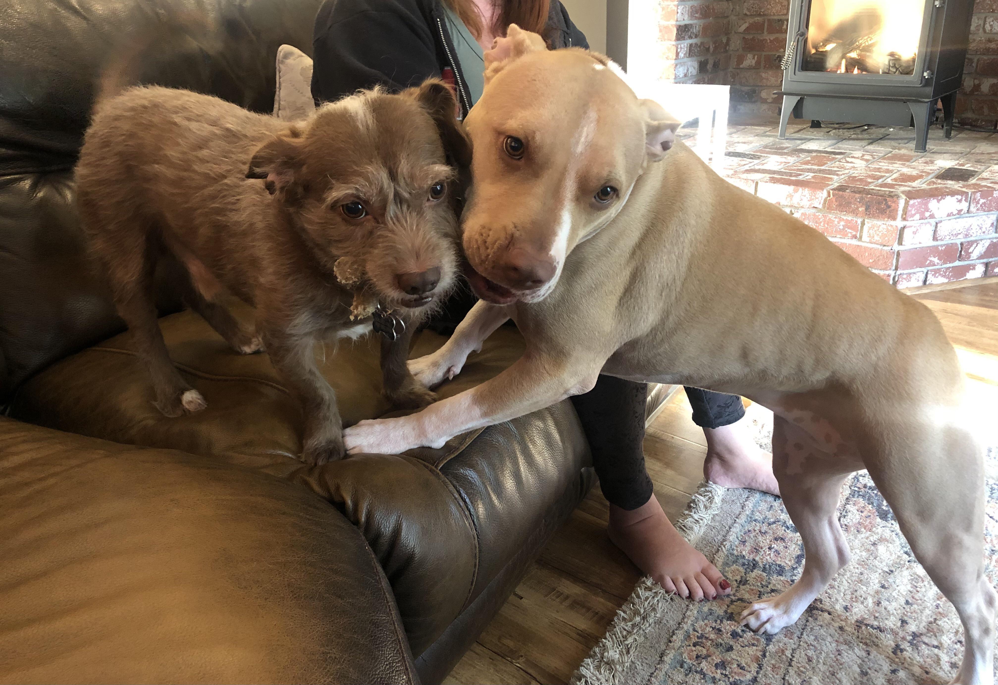 Two dogs one bone | Scrolller