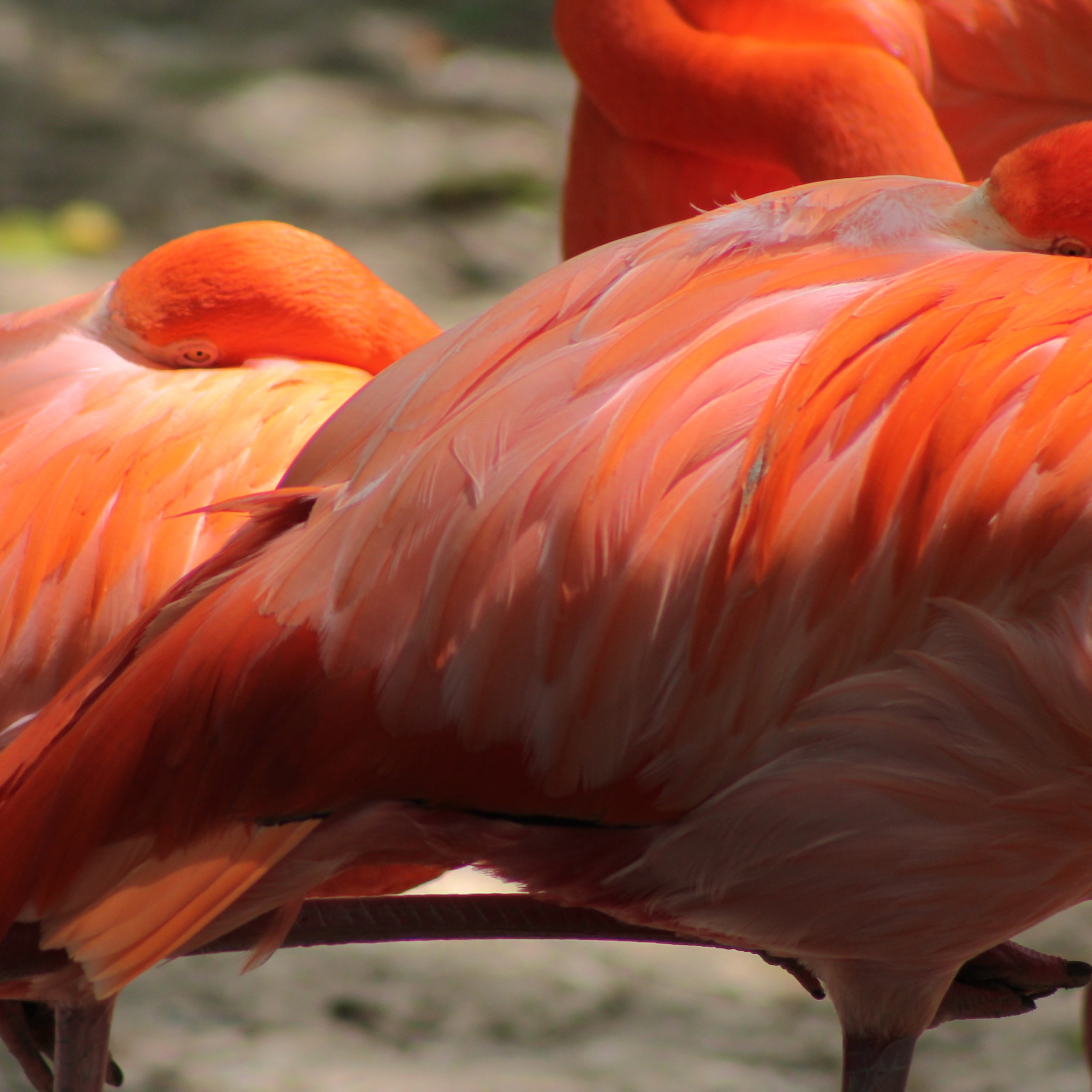 Two flamingos prunning in sync. One of my all time flamingo photos. | Scrolller