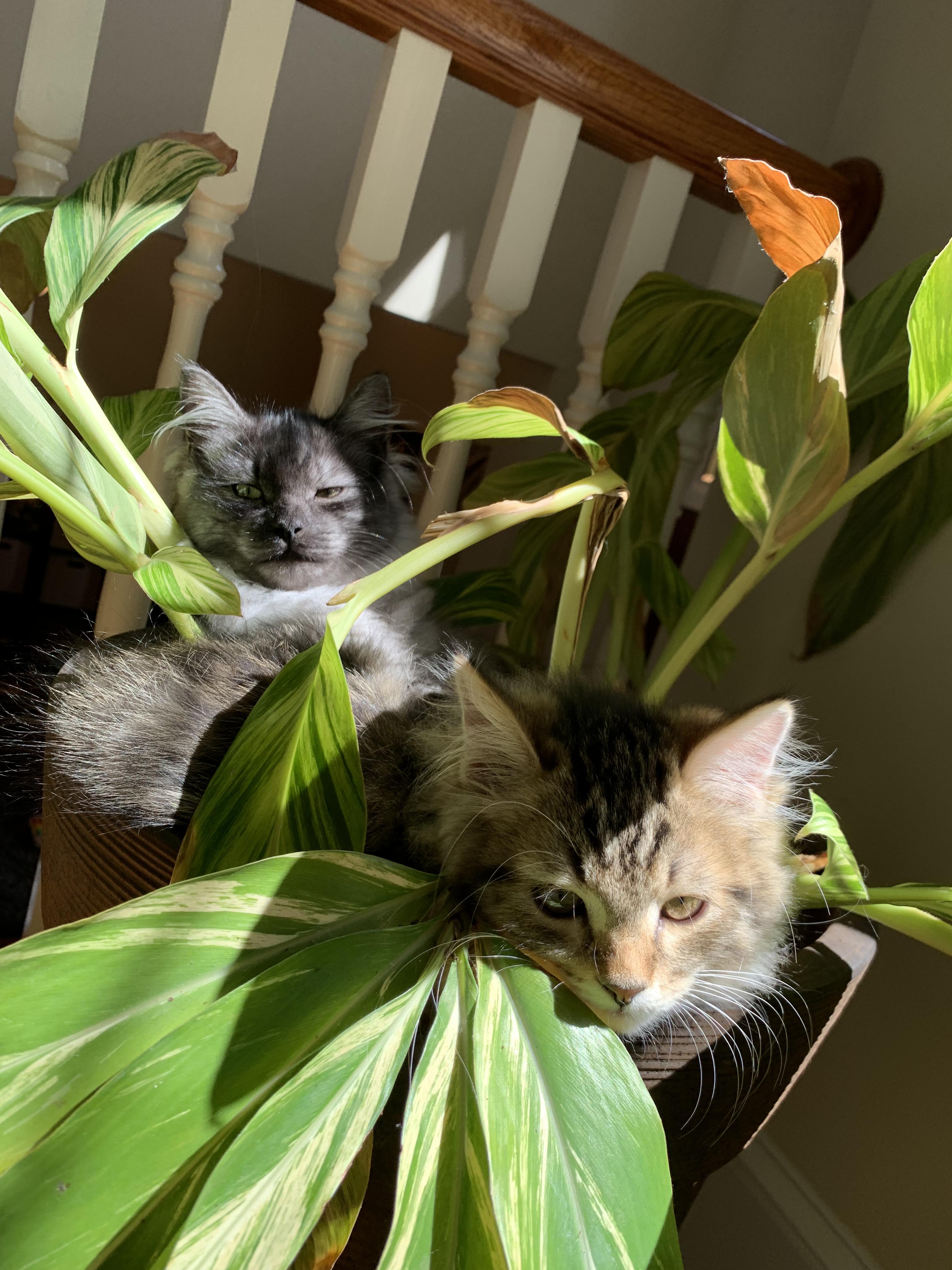 Two kittens enjoying some dirt ‘n sun! | Scrolller