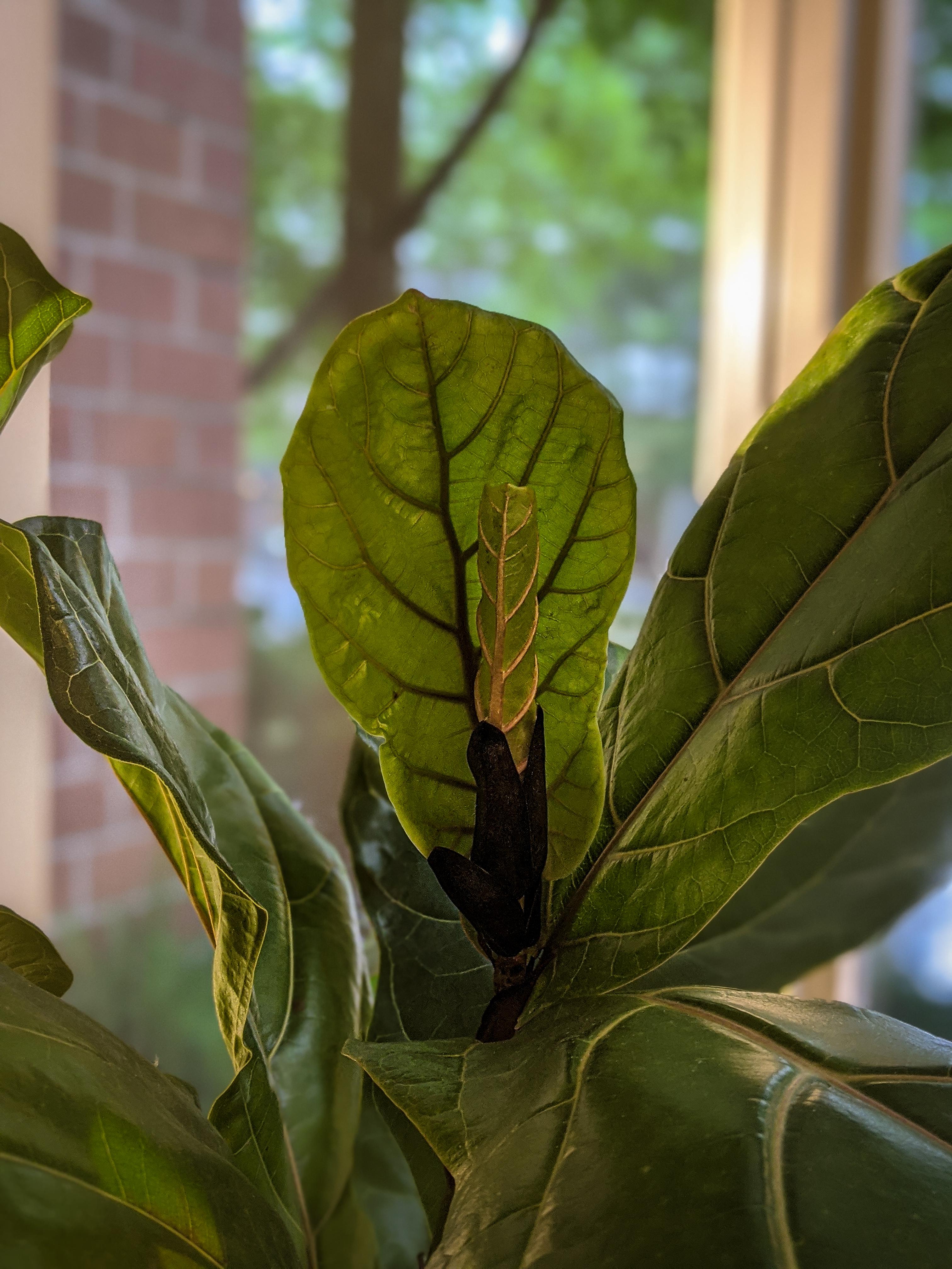 Two new baby leaves in my fiddle leaf fig | Scrolller