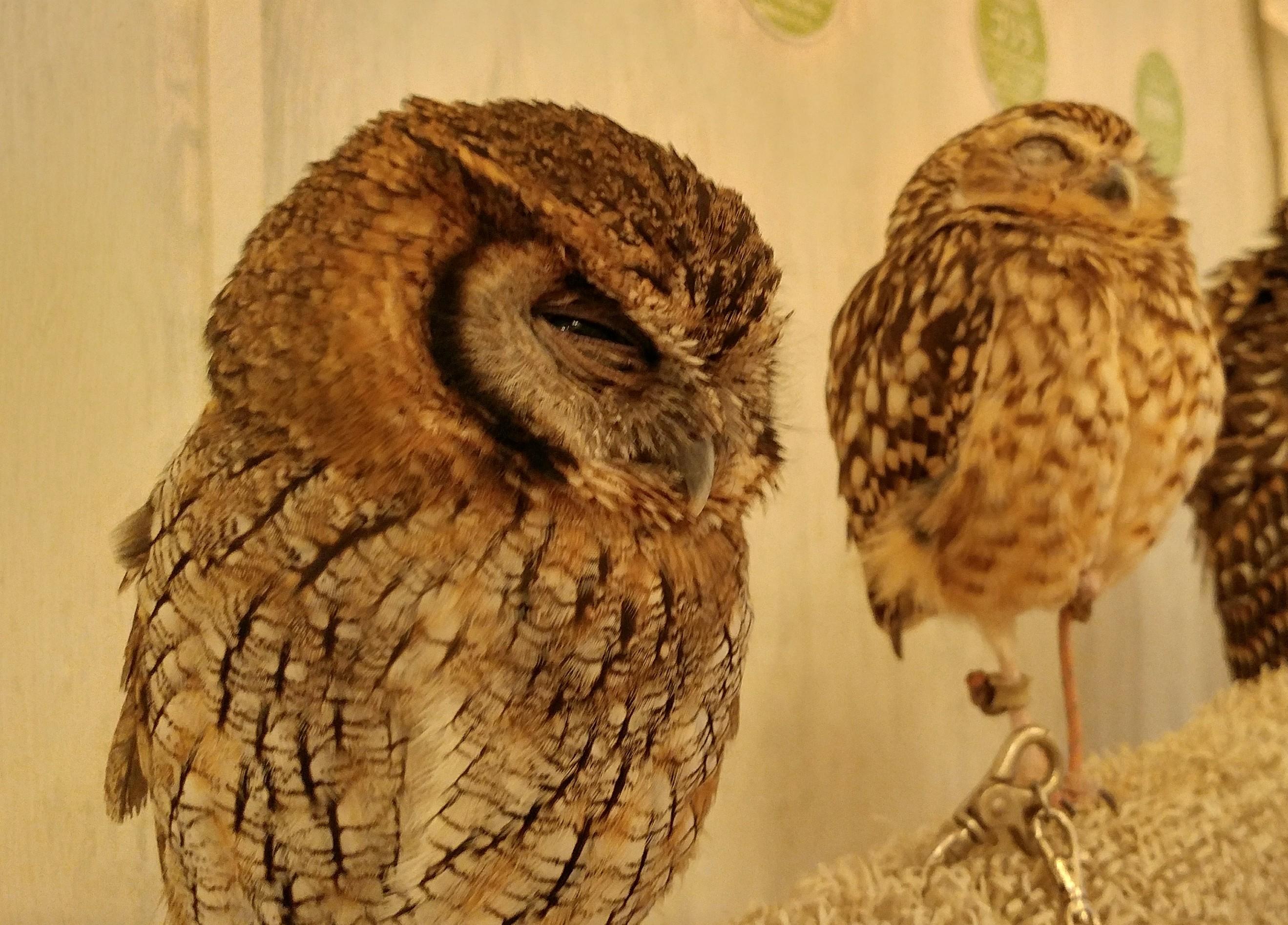 Two Types of Superb Owls | Scrolller