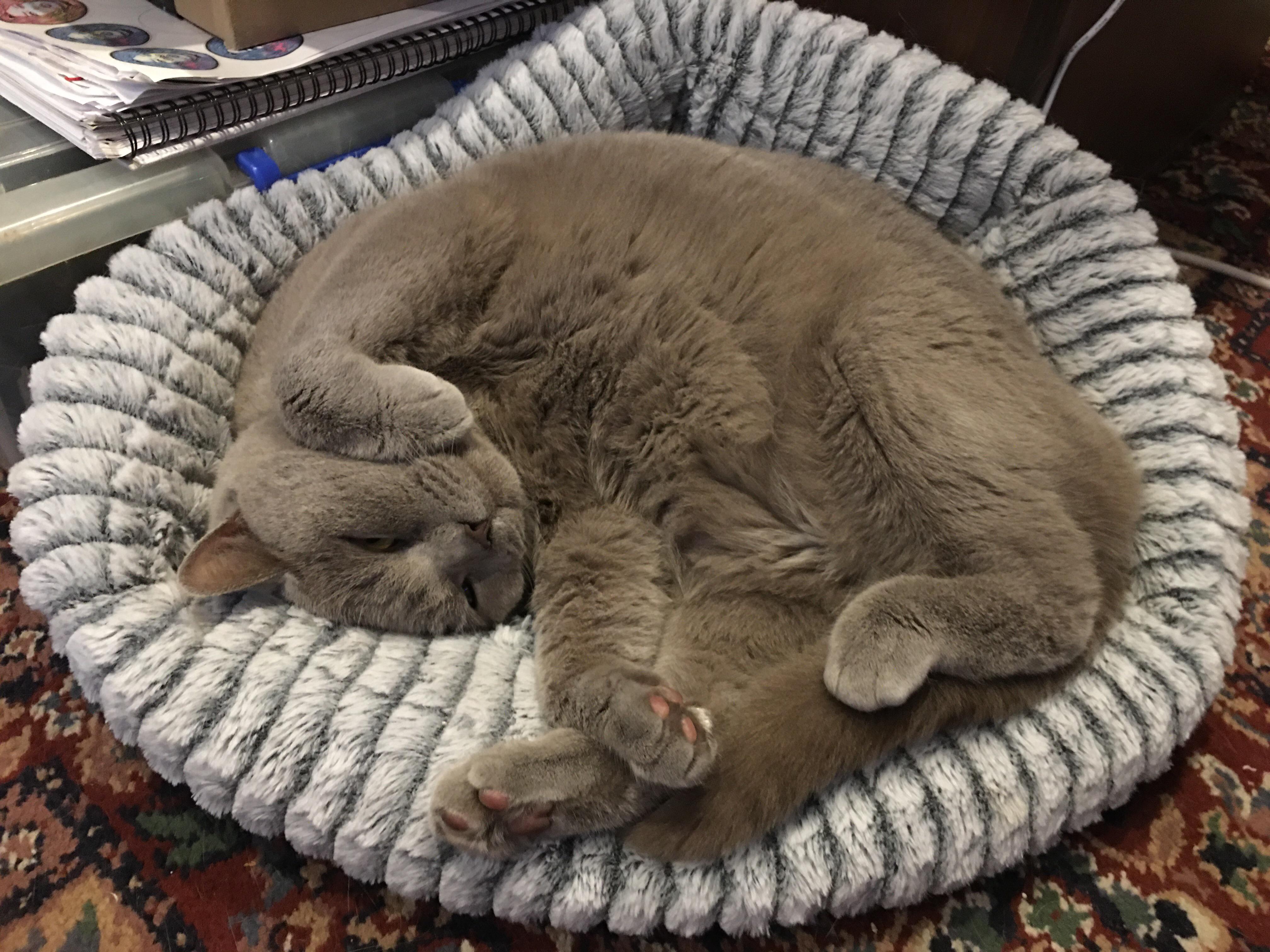 Typical BSH... | Scrolller