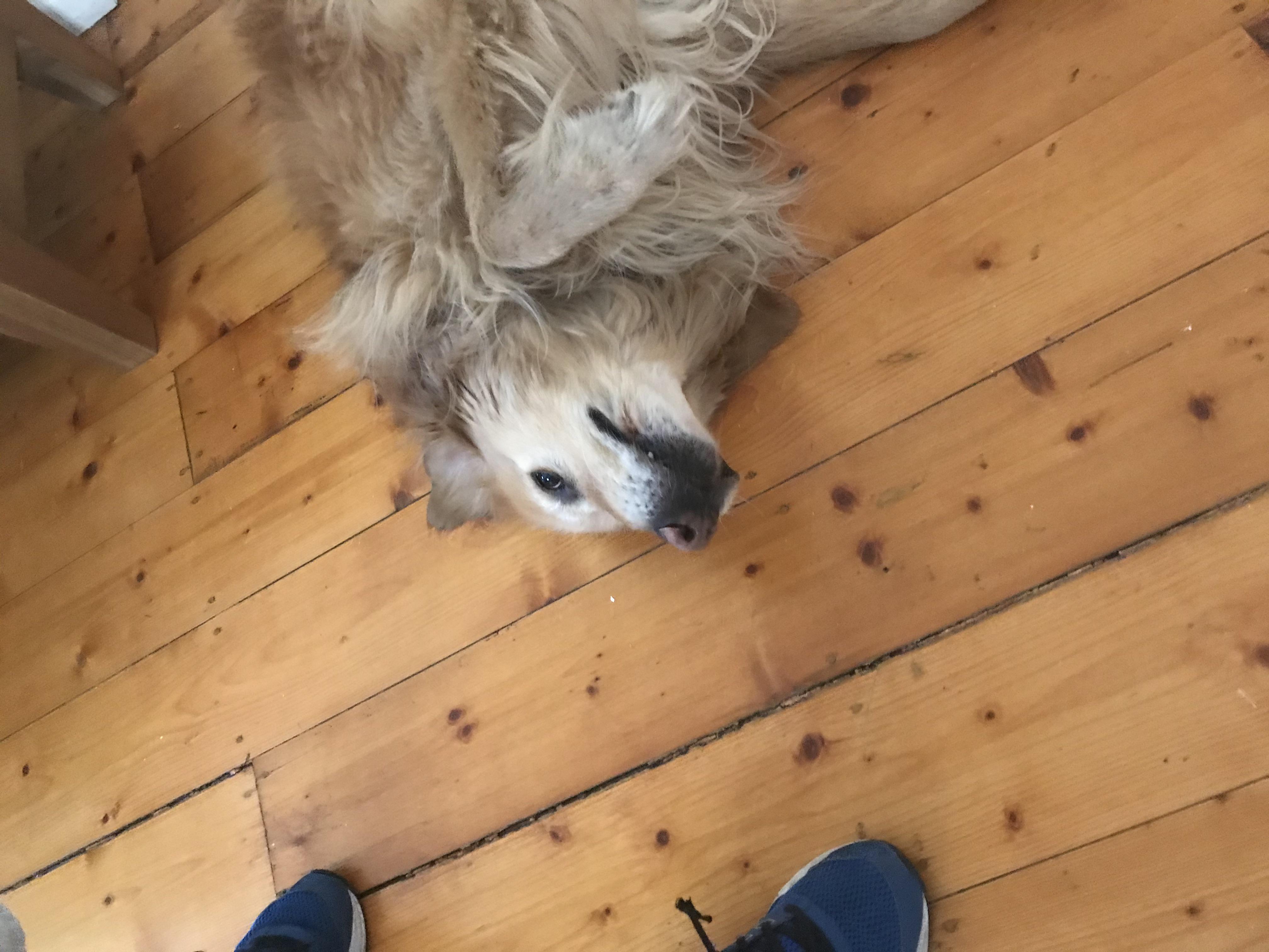 Uhhh my dogs weird | Scrolller