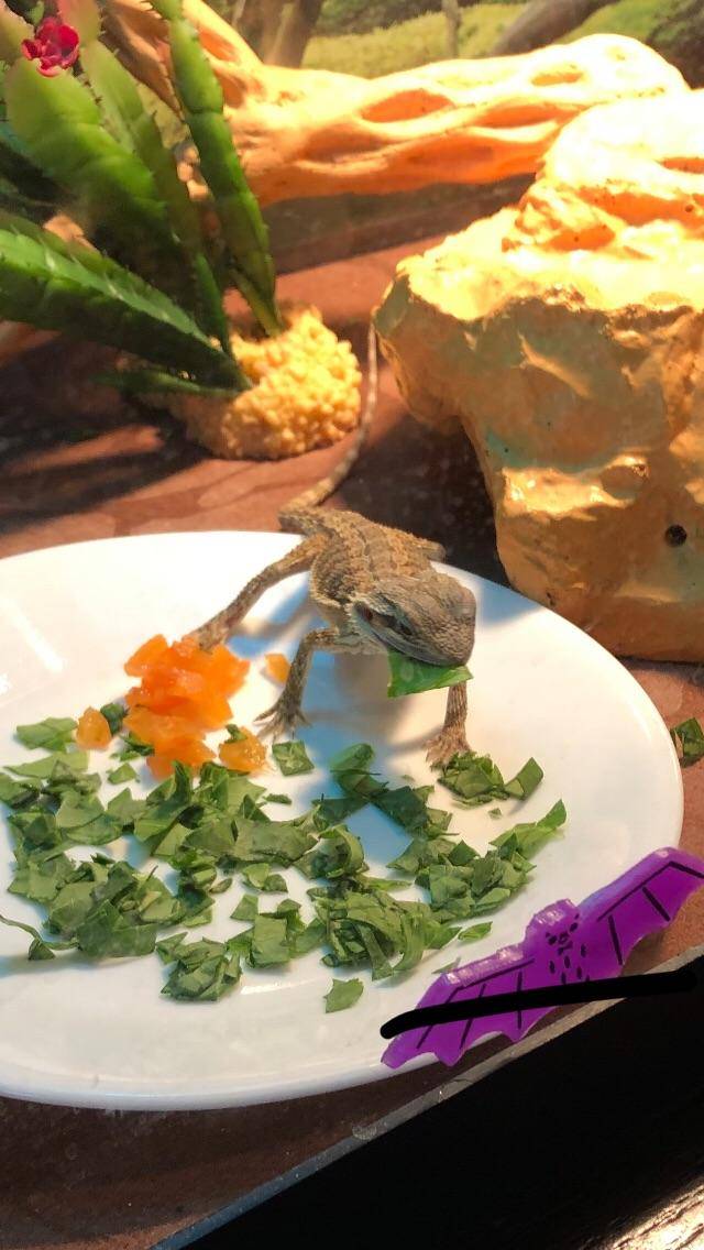 Ultimate munchies | Scrolller