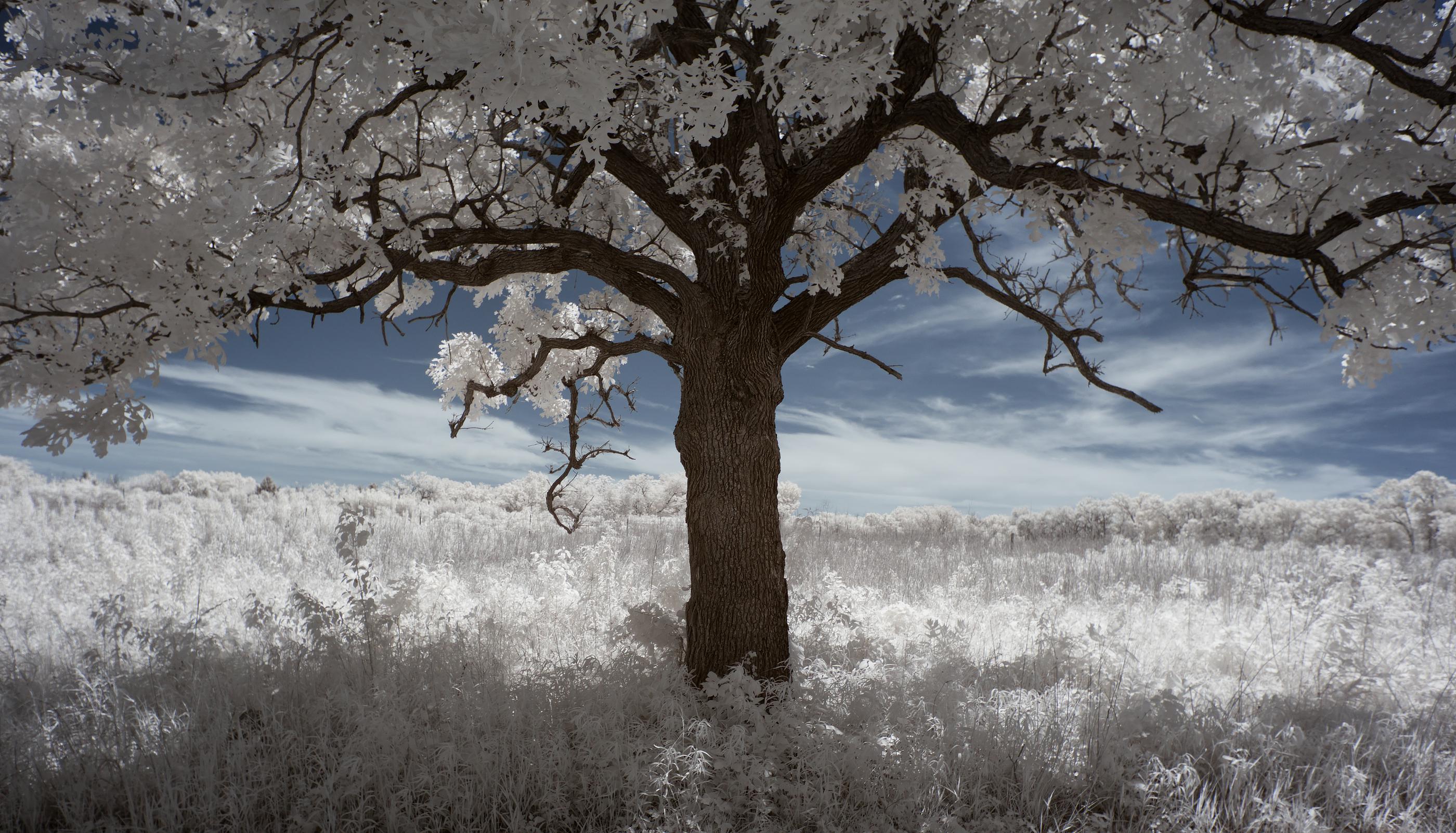 Under the Oak Tree | Scrolller