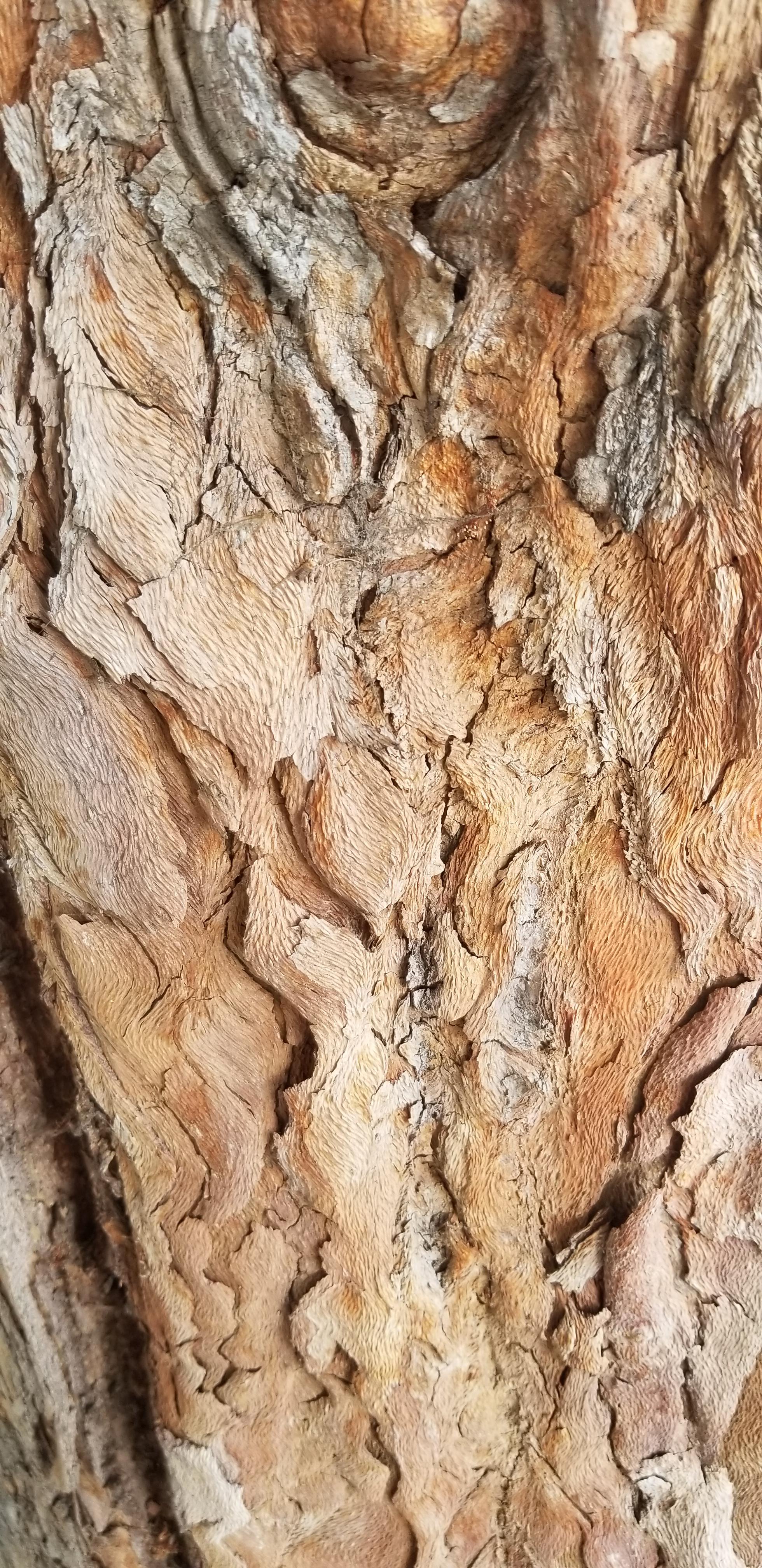 Under this tree's bark looks like it was painted by Van Gogh | Scrolller