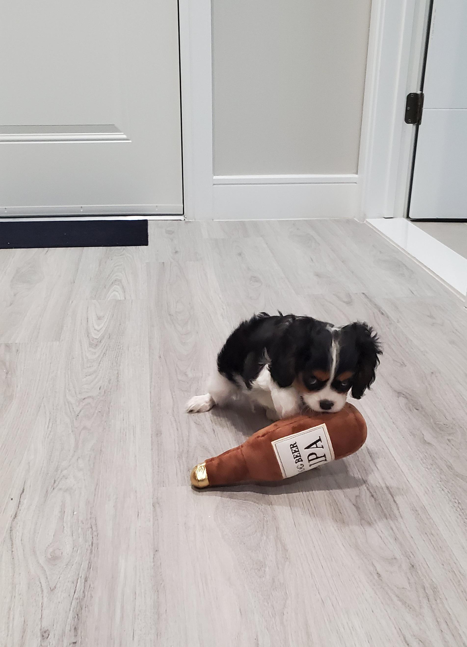 Underage drinking | Scrolller