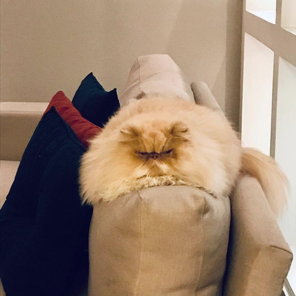 Underneath the floof she's a super fit girl so i guess fake chonk? | Scrolller